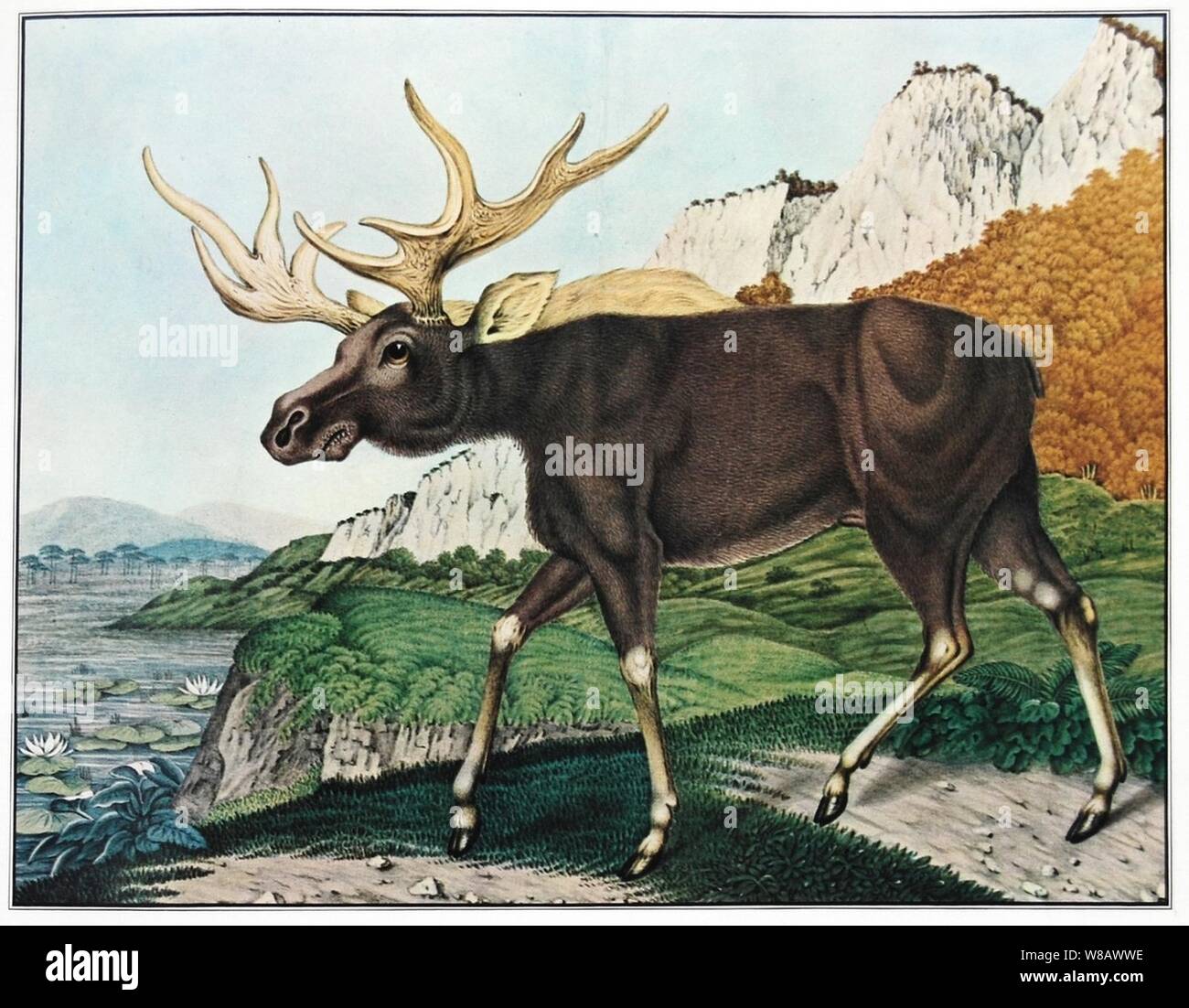 Elch Cut Out Stock Images & Pictures - Alamy