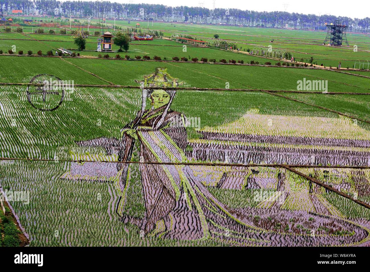 A rice paddy painting of Mi Yue, the main character in the Chinese TV ...