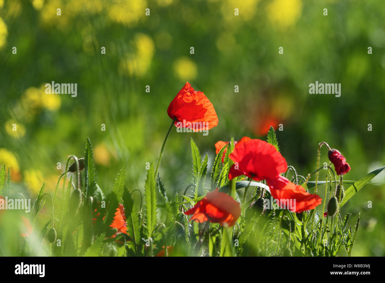 Poppies flowering Latin papaver rhoeas with the light behind in Italy ...