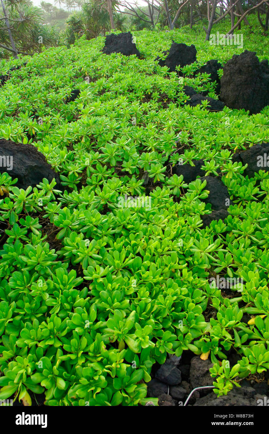 Black lava rocks in Hawaii Stock Photo - Alamy