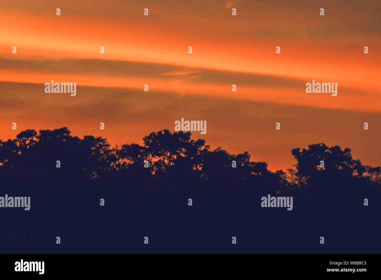 Nature background of forest tree. Colorful sunset. Beautiful nature ...