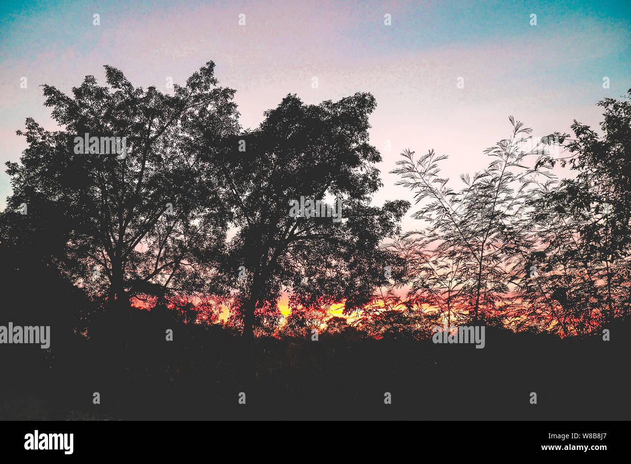 Nature background of forest tree. Colorful sunset. Beautiful nature ...