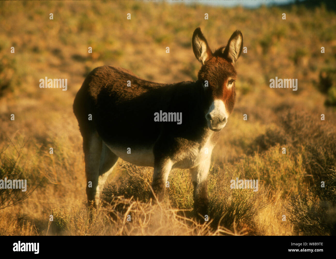 Las Vegas, Nevada, USA 24th October 1994 (Exclusive) A wild burro ...