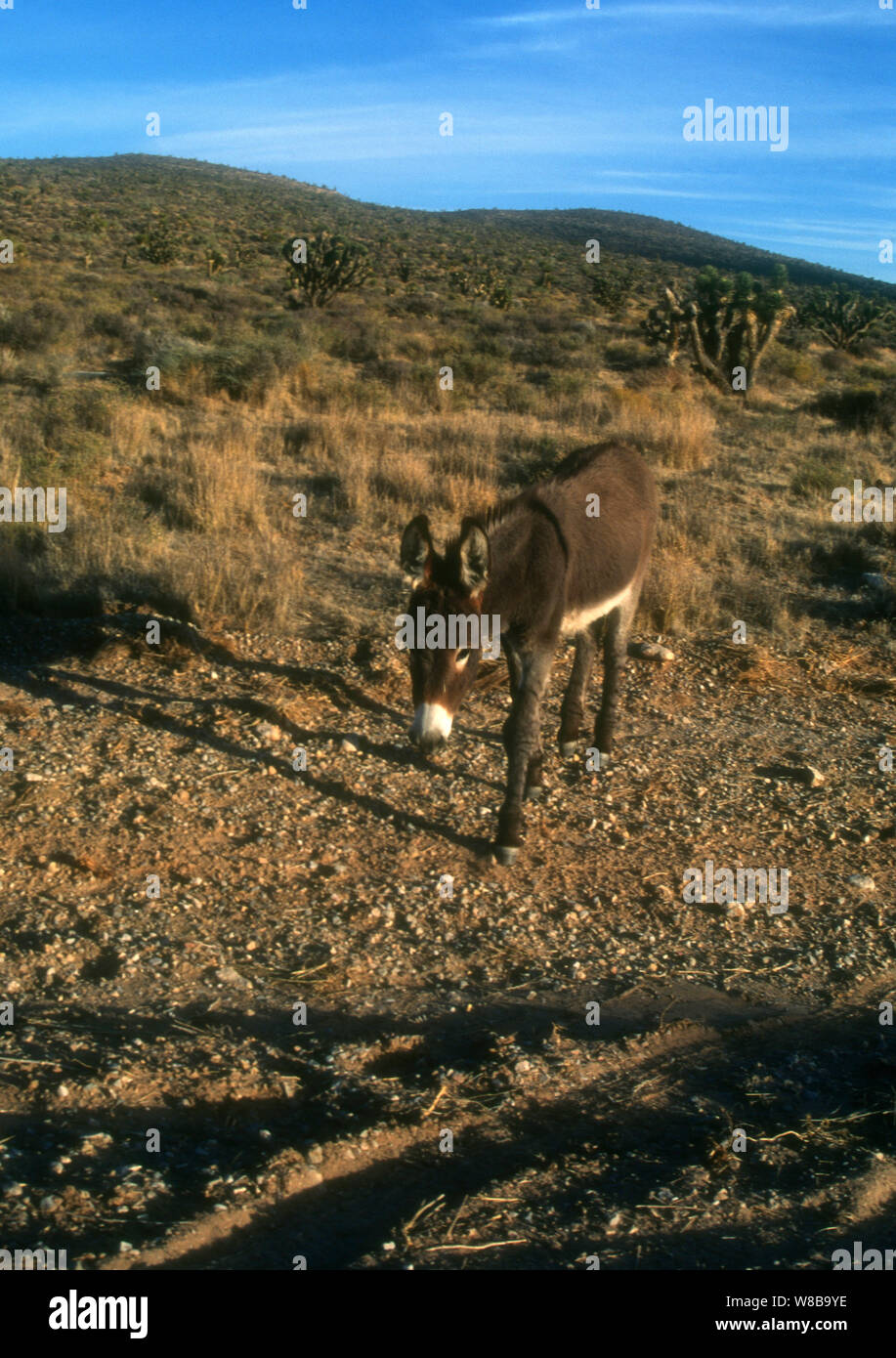 Las Vegas, Nevada, USA 24th October 1994 (Exclusive) A wild burro ...