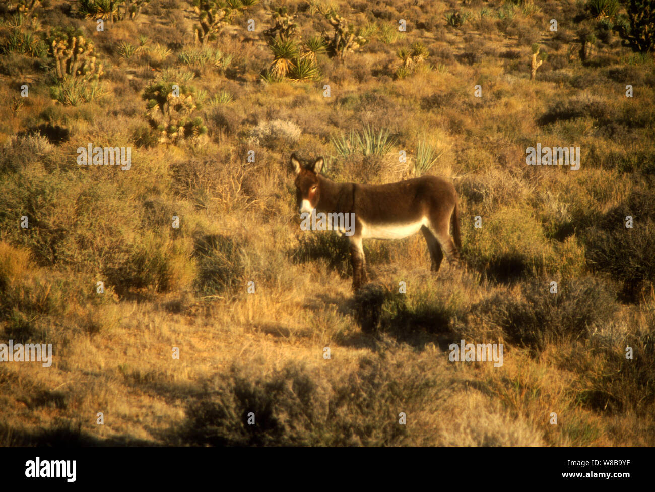 Las Vegas, Nevada, USA 24th October 1994 (Exclusive) A wild burro ...