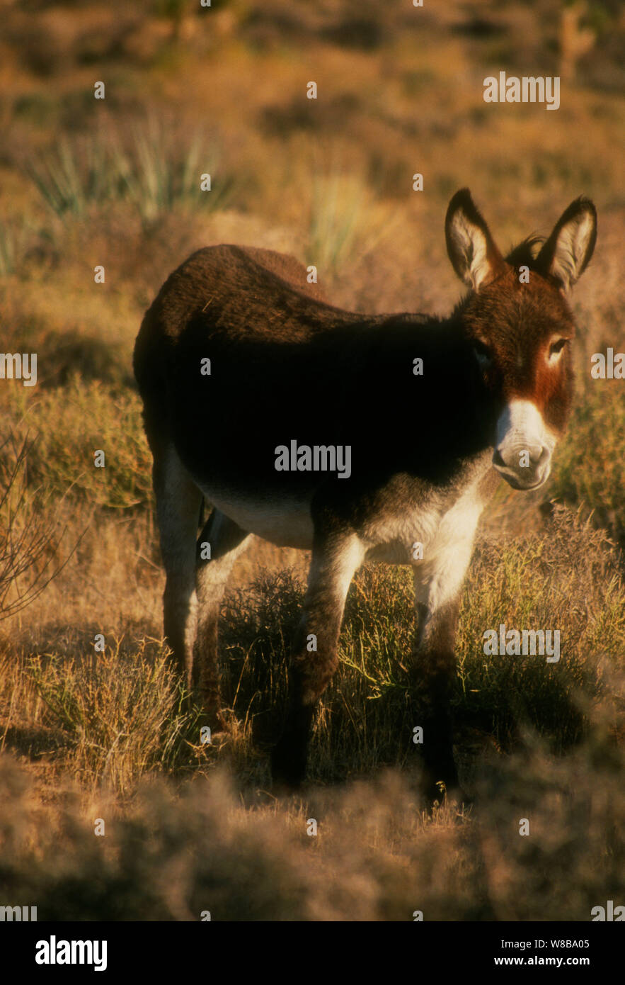 Las Vegas, Nevada, USA 24th October 1994 (Exclusive) A wild burro ...