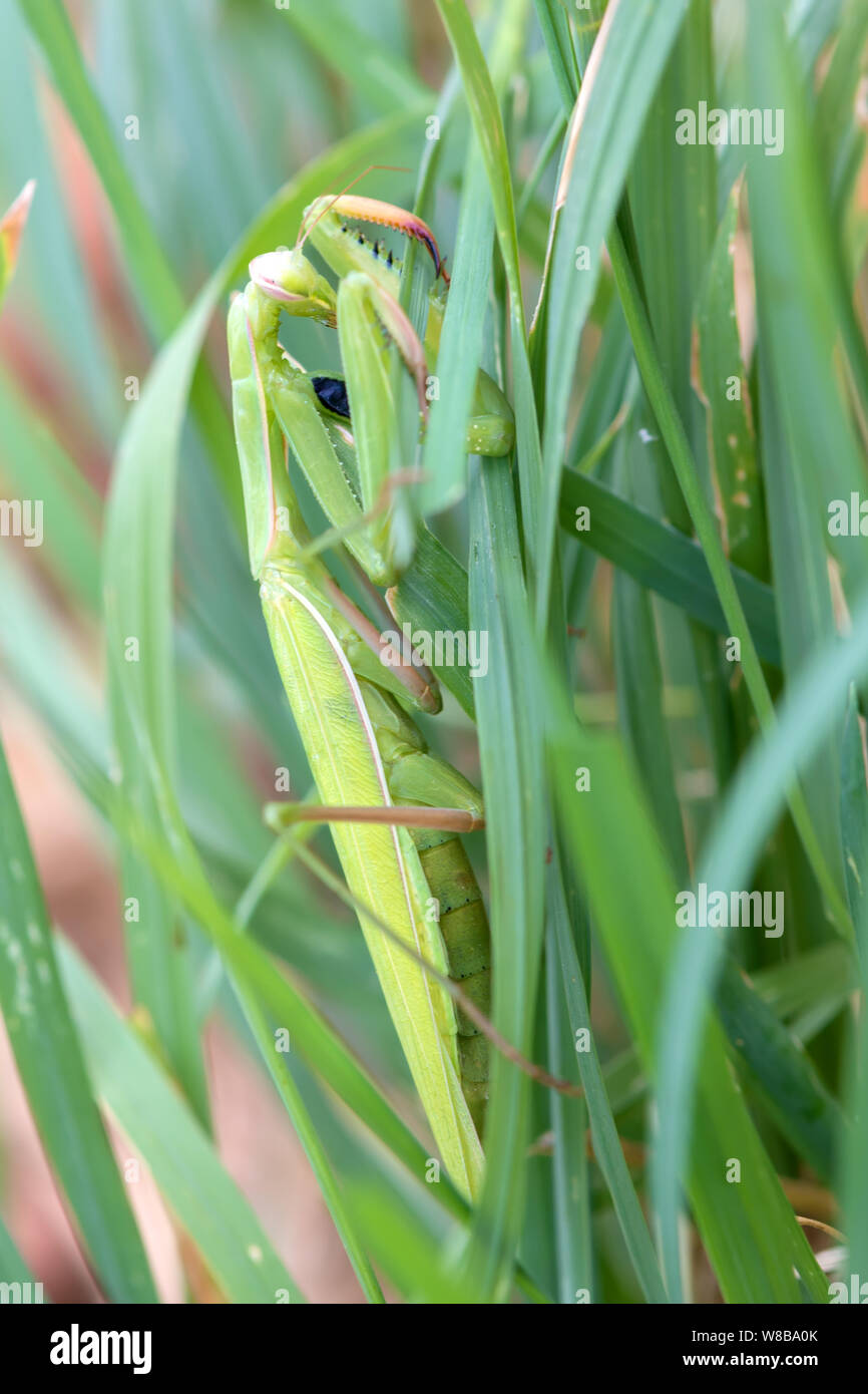 close view of green female mantis religiosa praying mantis looking at ...