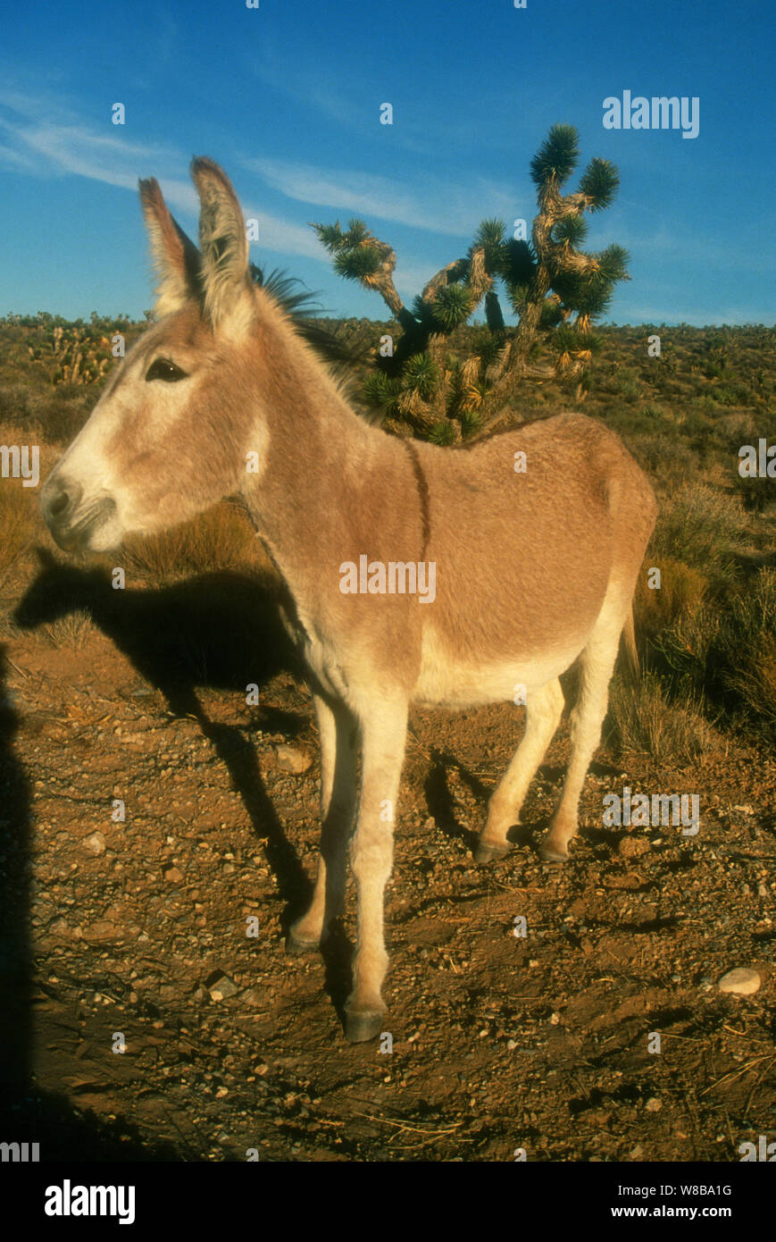 Las Vegas, Nevada, USA 24th October 1994 (Exclusive) A wild burro ...