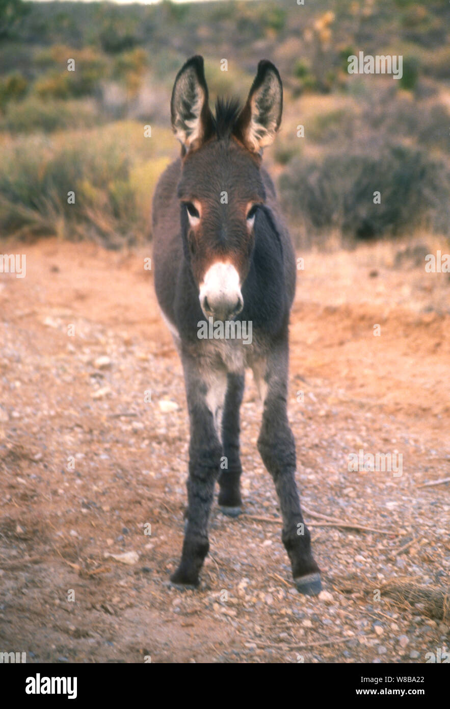 Las Vegas, Nevada, USA 24th October 1994 (Exclusive) A wild burro ...