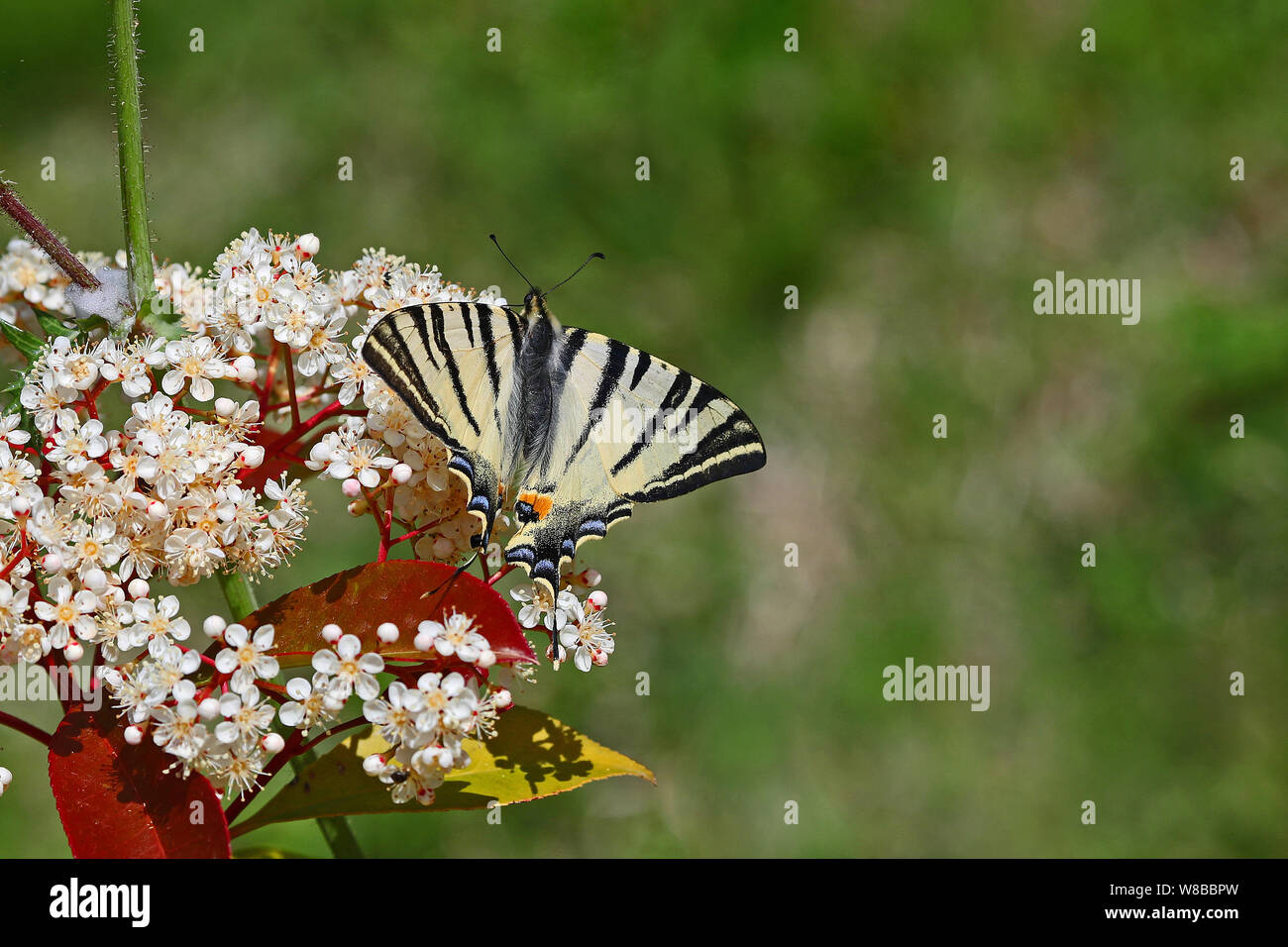 Butterfly Iphiclides Podalirius Swallowtail High Resolution Stock ...