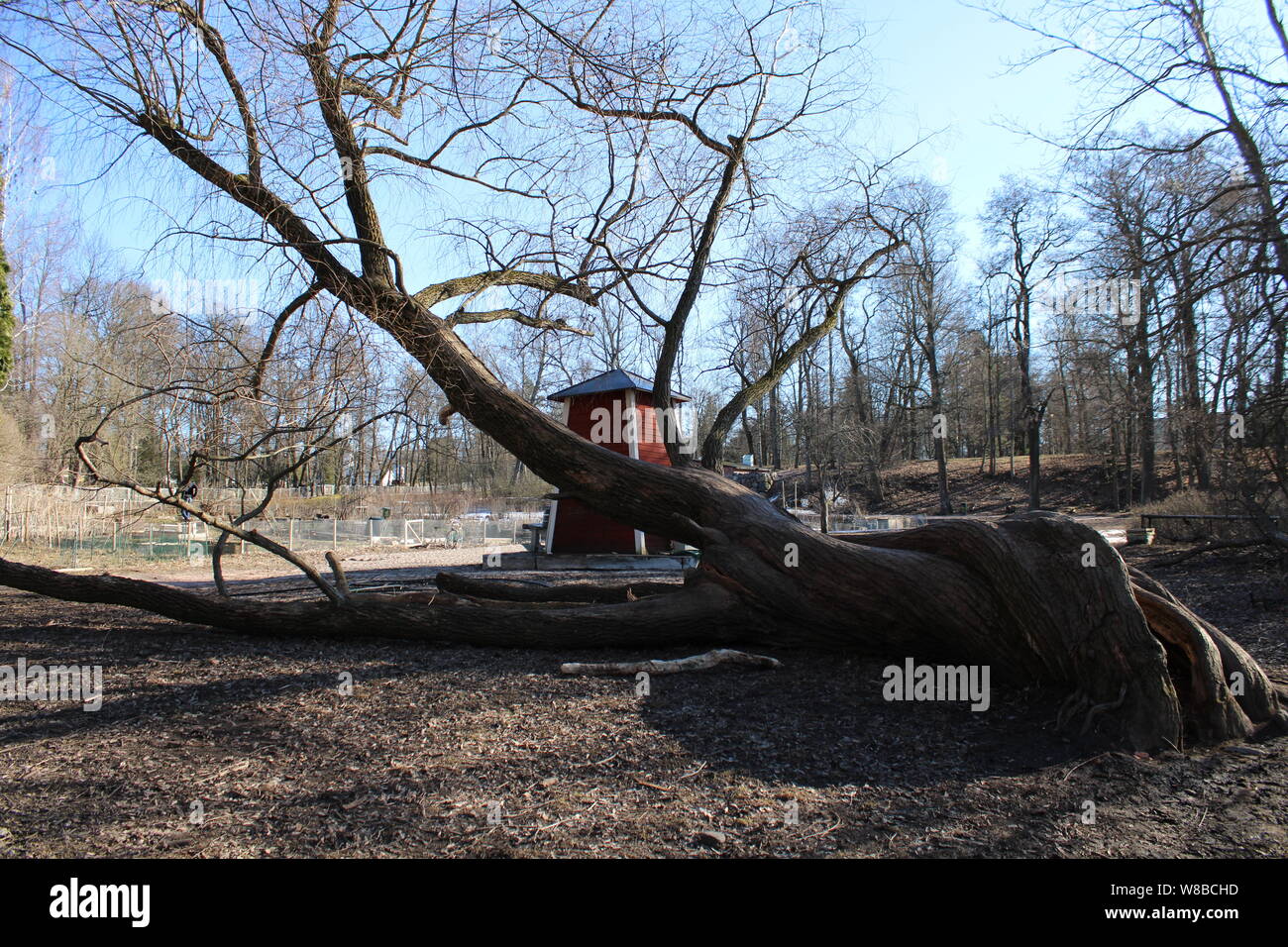 A horizontal live tree in Helsinki, Finland Stock Photo - Alamy