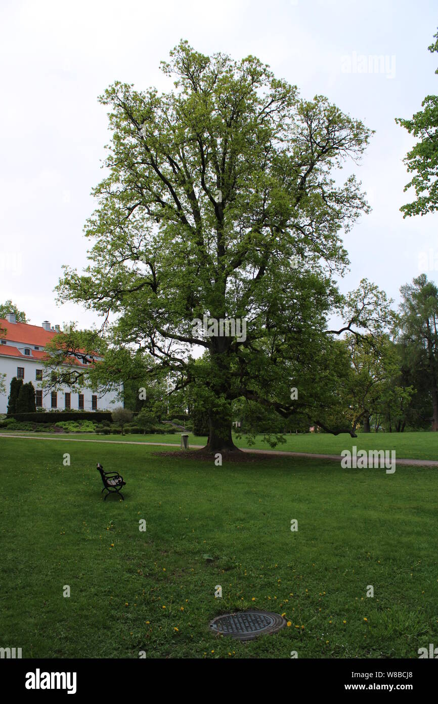 Finland oak hi-res stock photography and images - Alamy