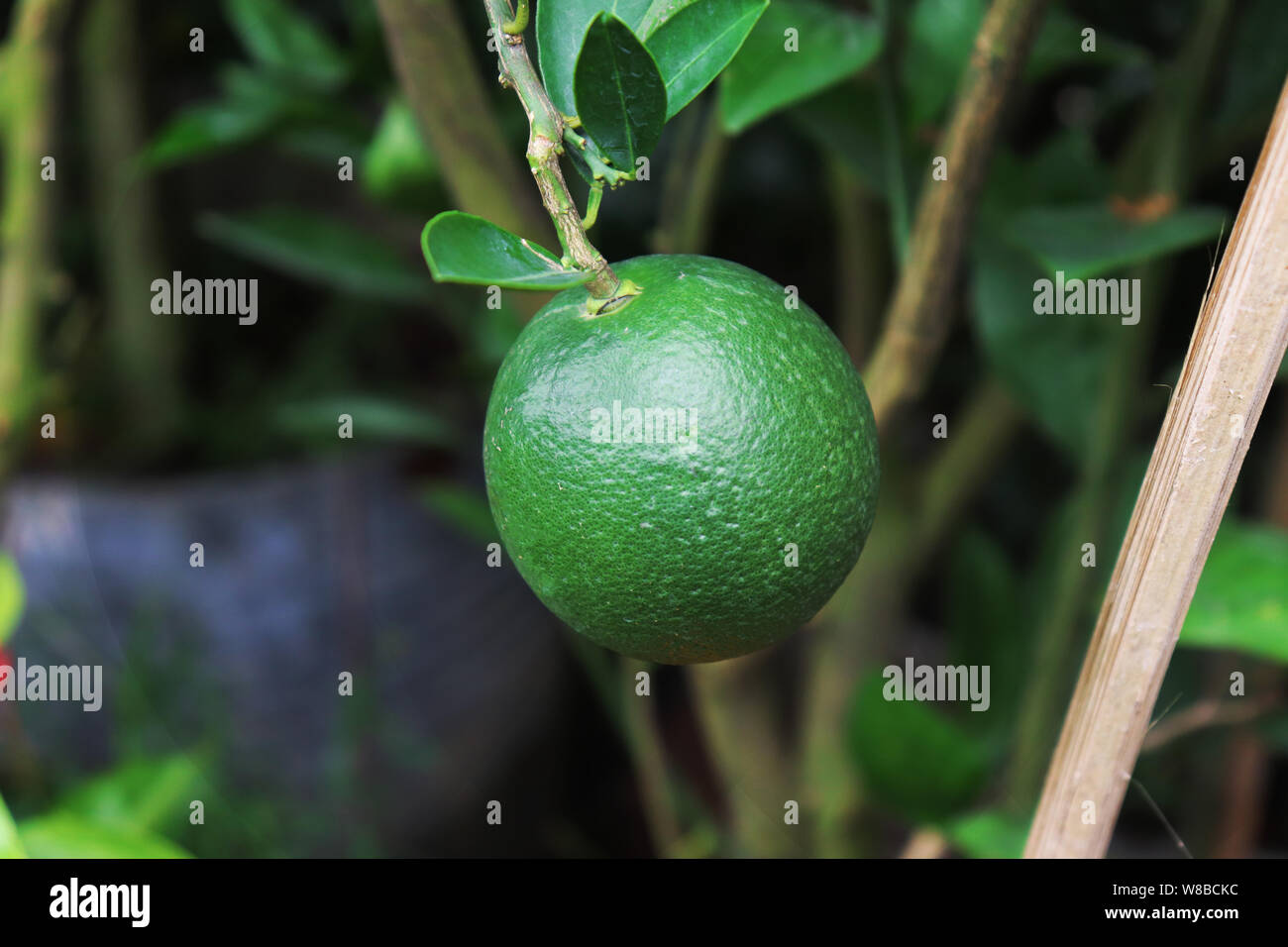 Malta fruits hi-res stock photography and images - Alamy