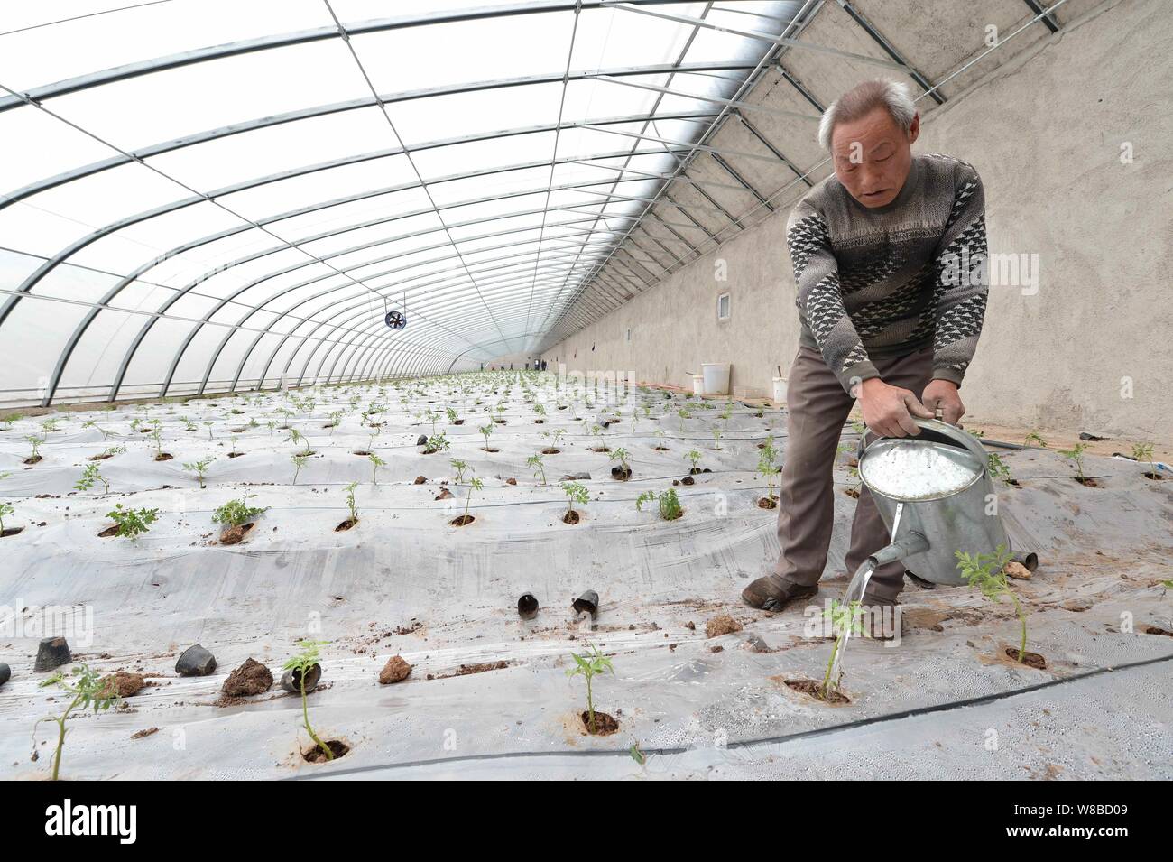A Chinese farmer waters seedlings in a greenhouse in Zhongping village ...