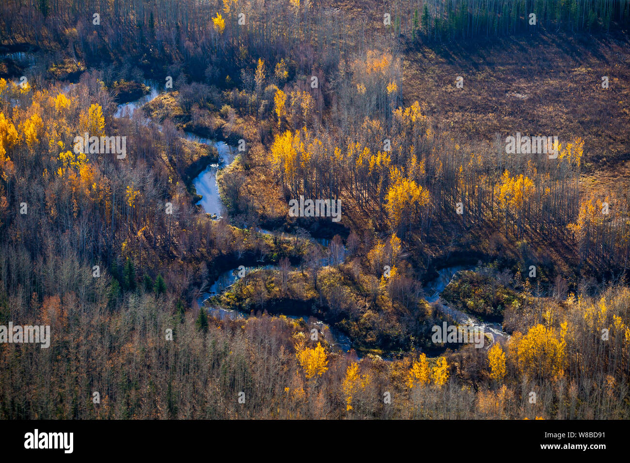 Fort mcmurray canada forest hi-res stock photography and images - Alamy