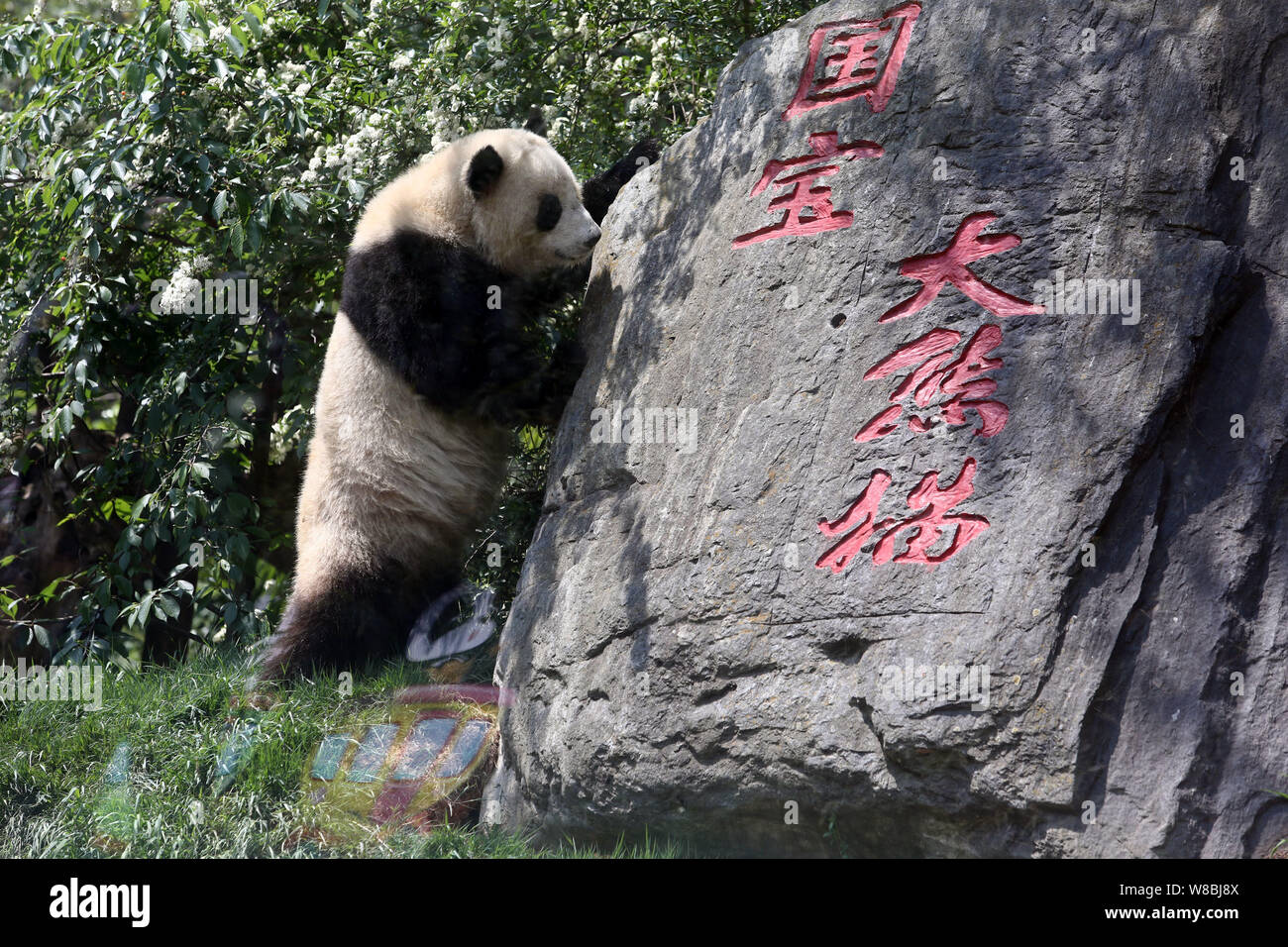 A giant panda plays at the Yunnan Wild Animal Park in Kunming city ...