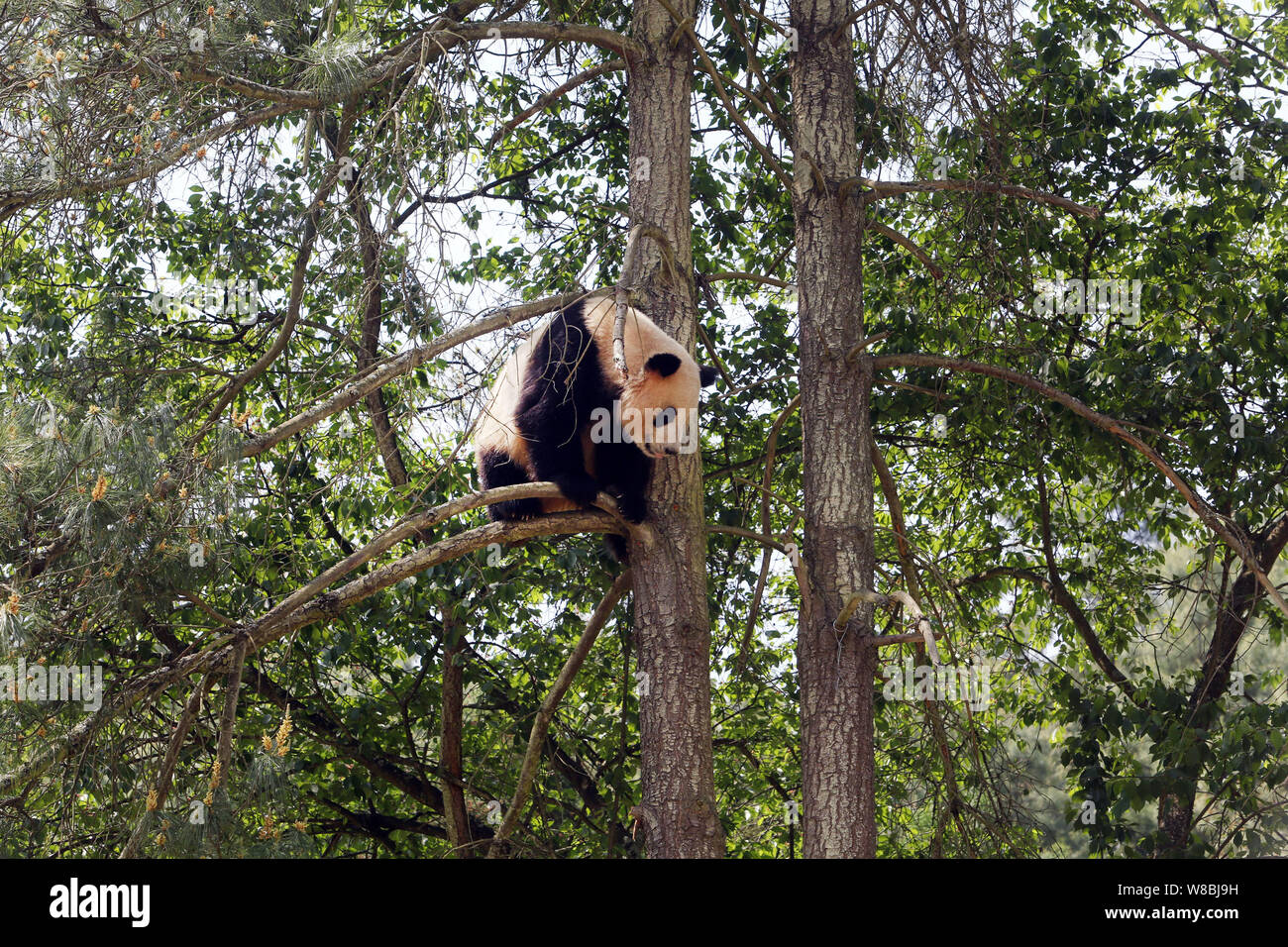 A giant panda climbs a tree at the Yunnan Wild Animal Park in Kunming ...