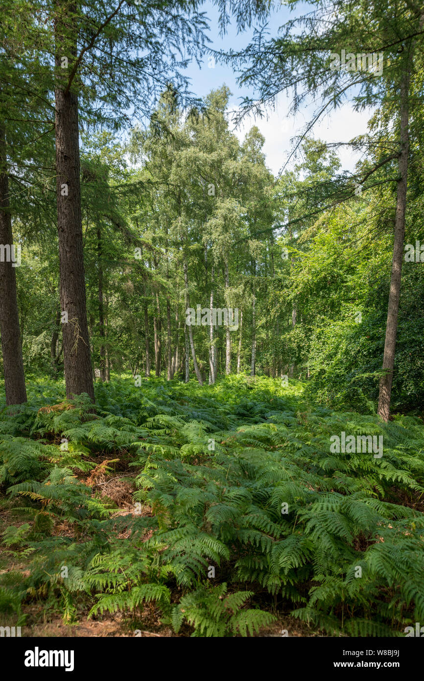 German Moor forest landscape with fern, grass and deciduous trees in ...