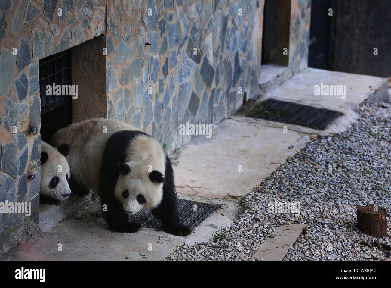 Giant pandas Hexing and Nannan wander at the Yunnan Wild Animal Park in ...