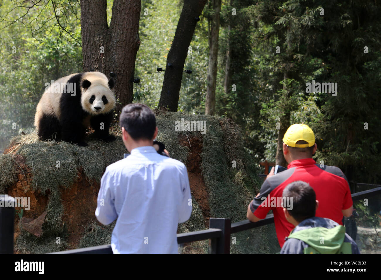 Visitors look at a giant panda at the Yunnan Wild Animal Park in ...