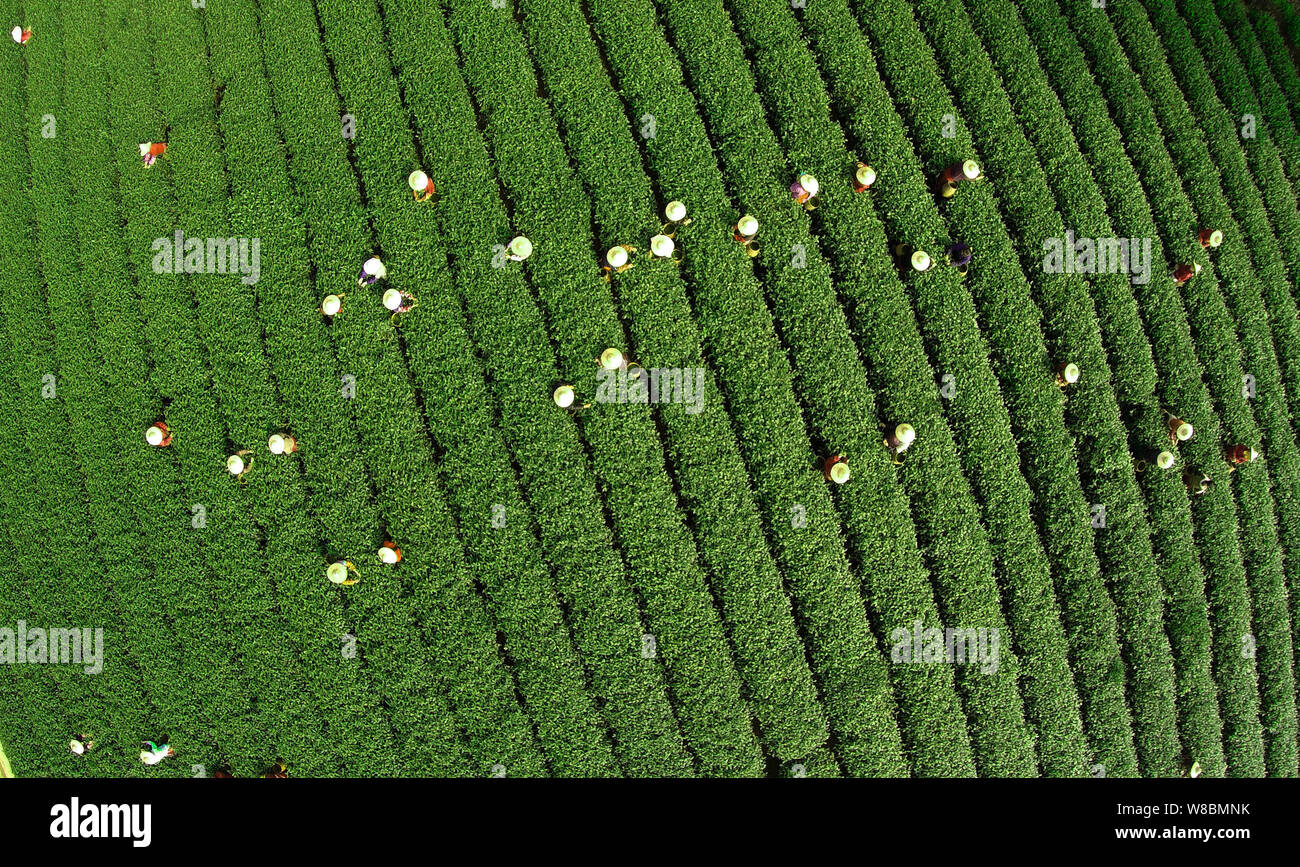 Aerial view of Chinese farmers harvesting tea leaves at a tea ...