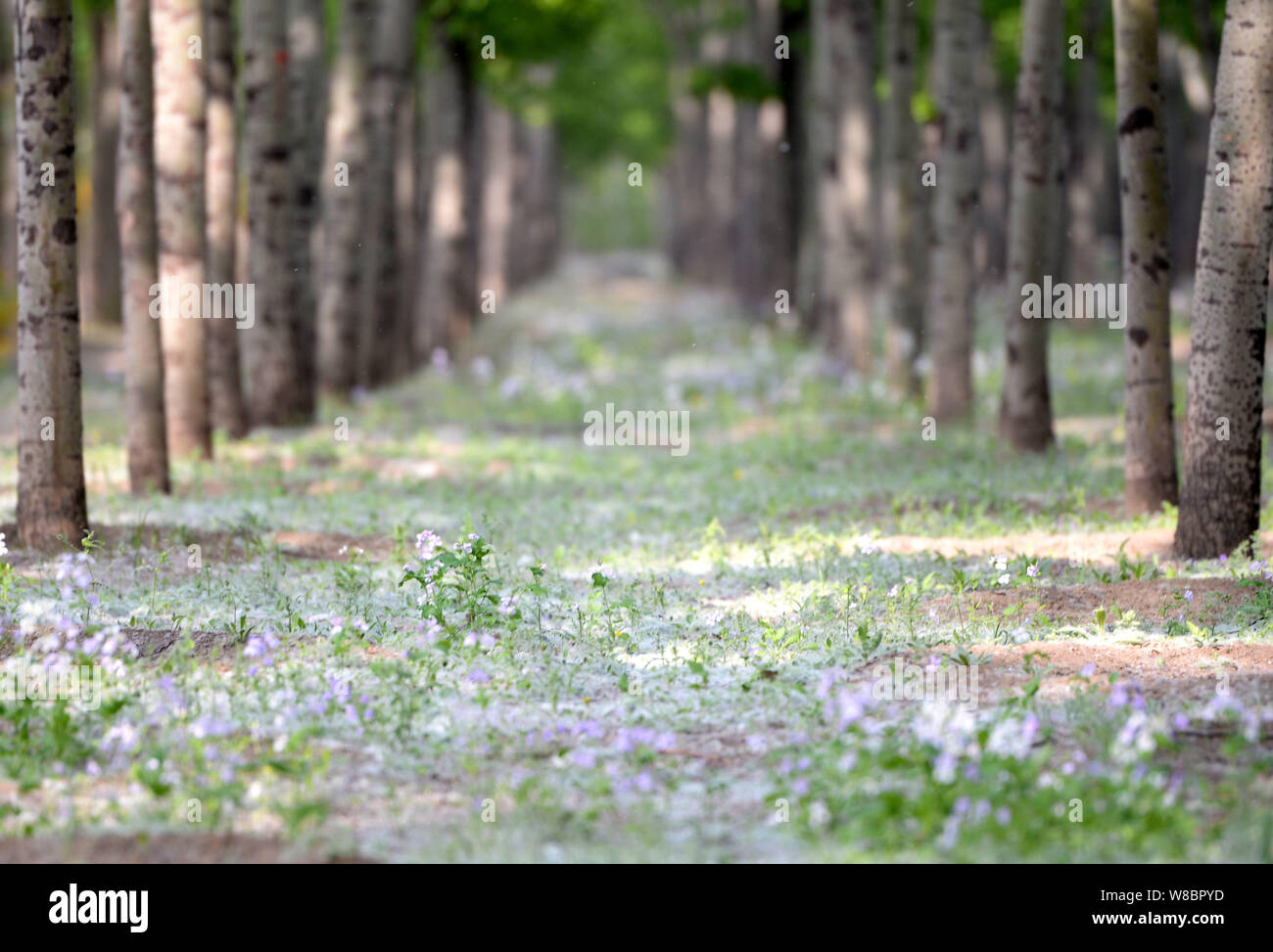 Cotton poplars hi-res stock photography and images - Alamy