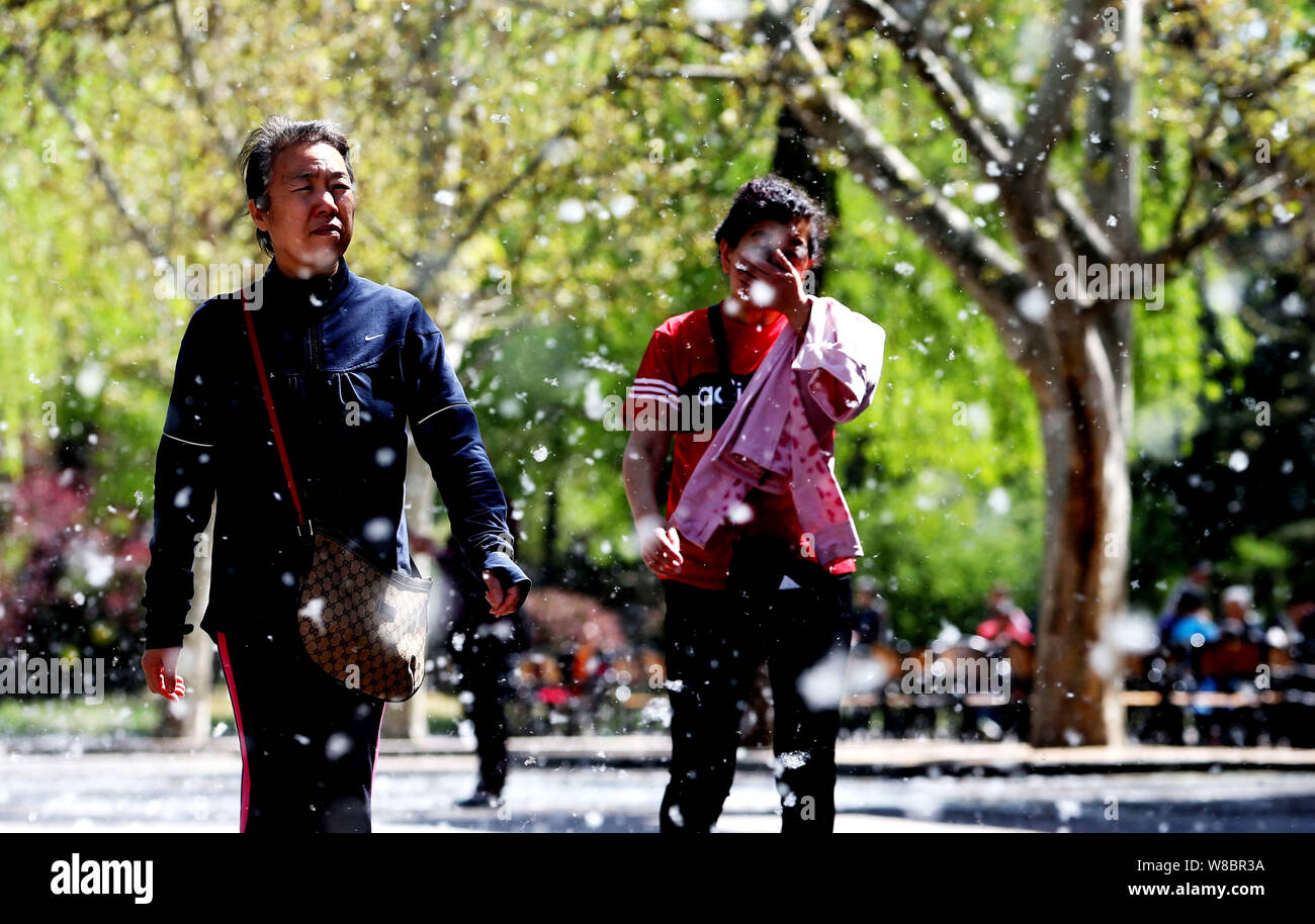 Poplar trees china hi-res stock photography and images - Alamy