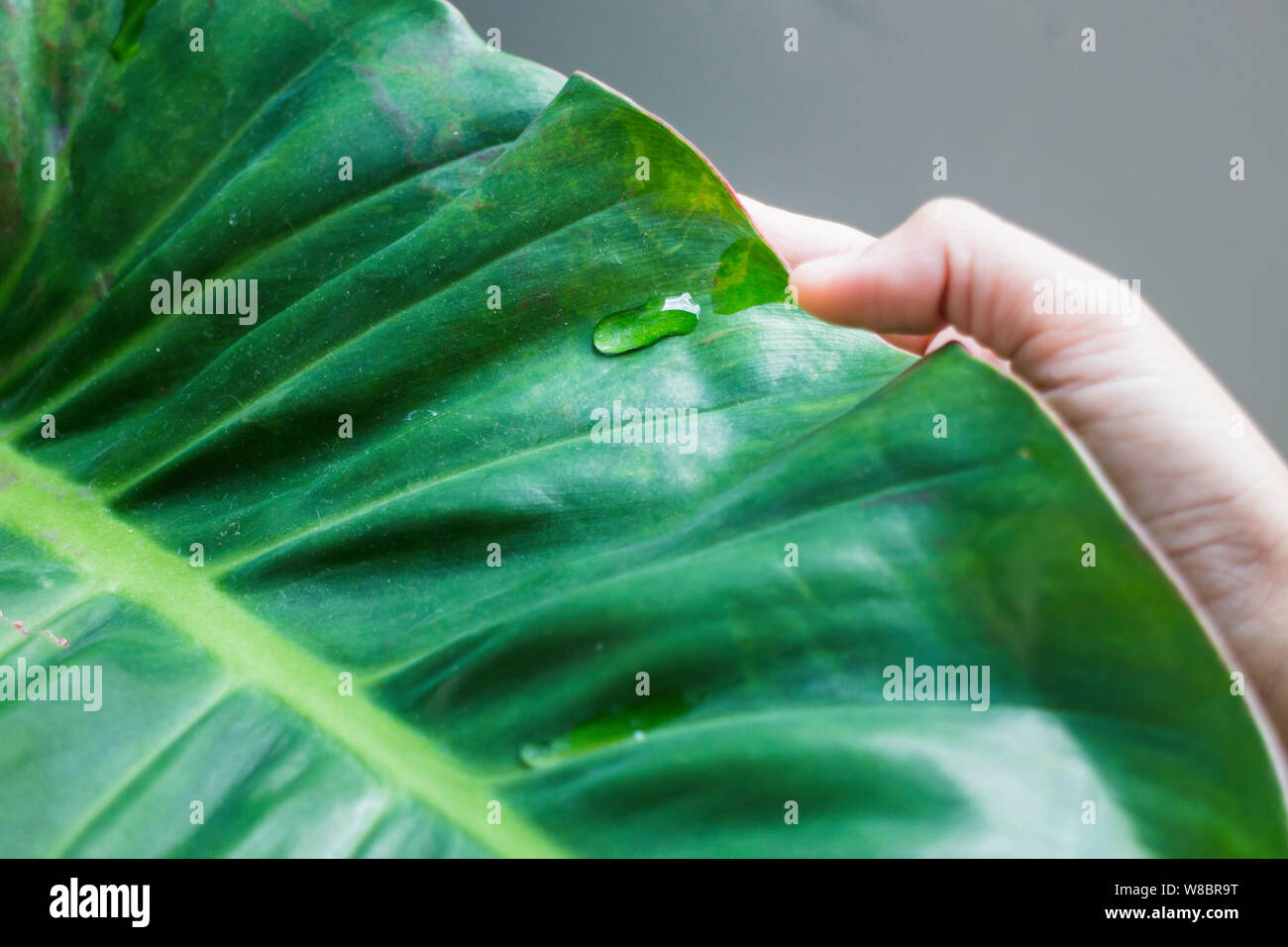 Hand holding green leave with water drop, stock photo Stock Photo - Alamy