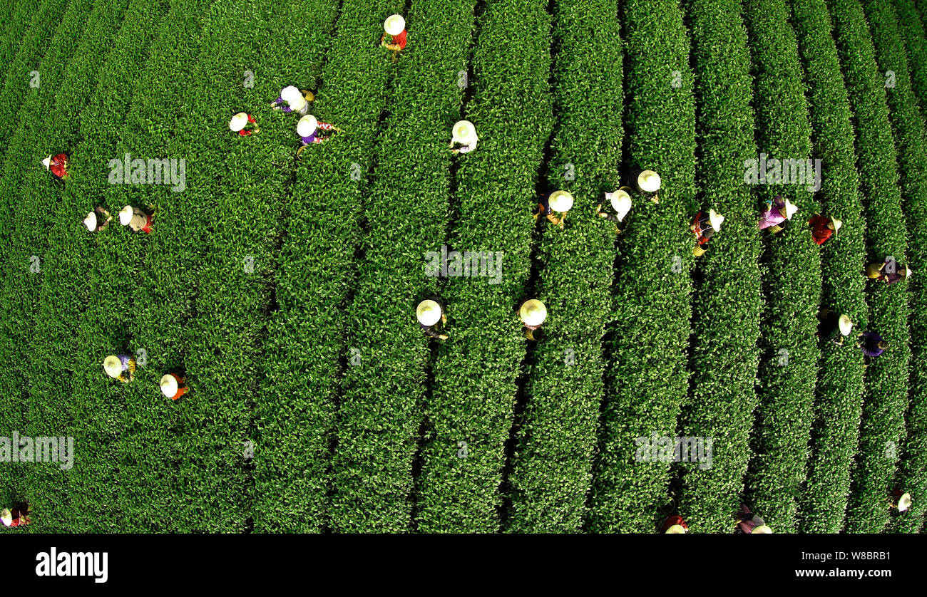 Aerial view of Chinese farmers harvesting tea leaves at a tea ...