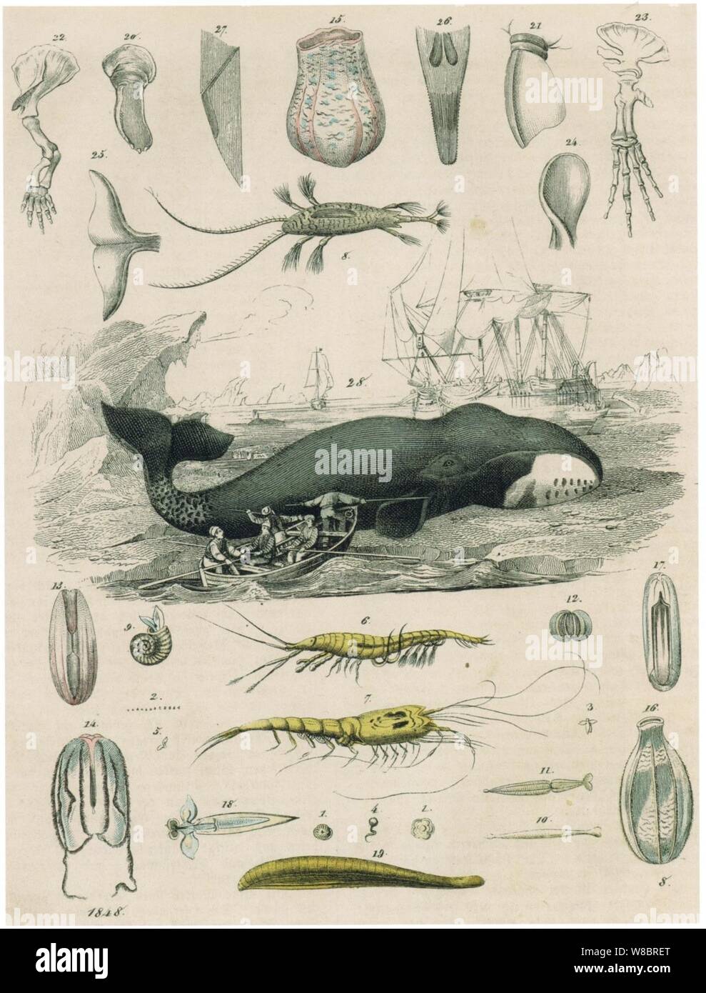 Wal art Cut Out Stock Images & Pictures - Alamy