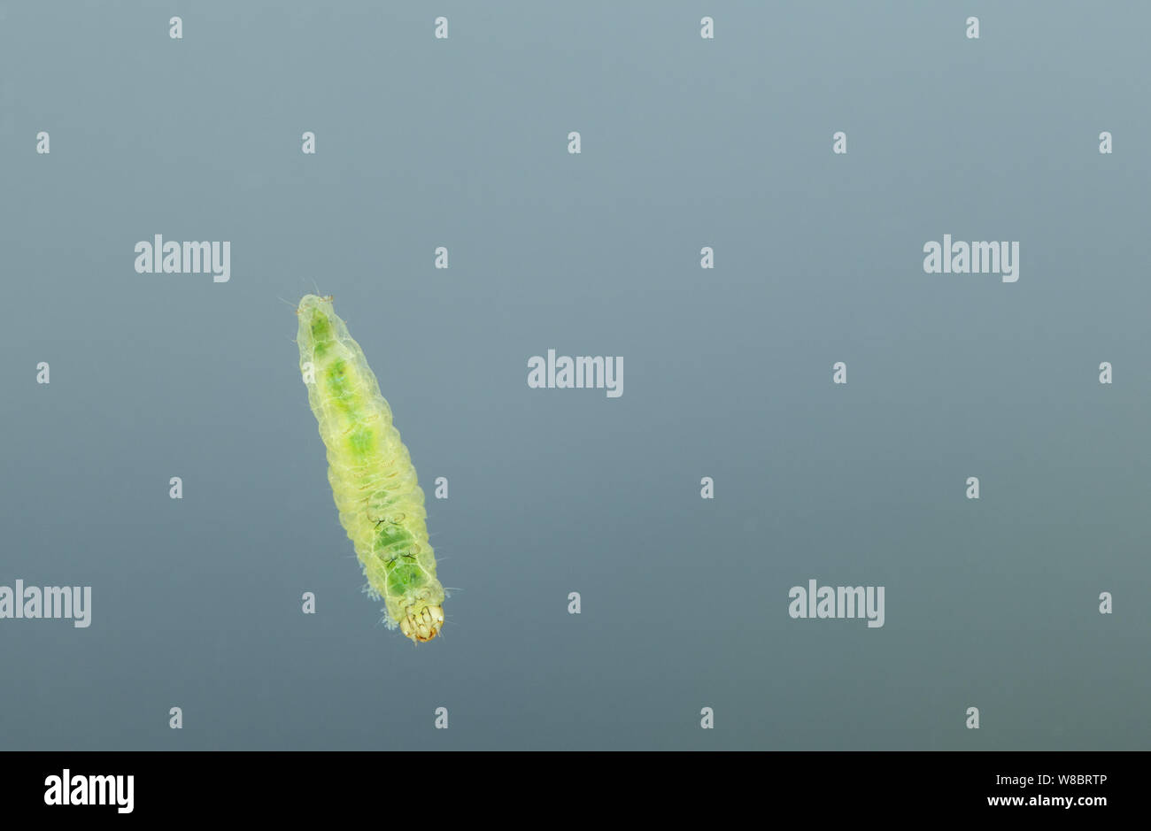 Aquatic caterpillar hi-res stock photography and images - Alamy