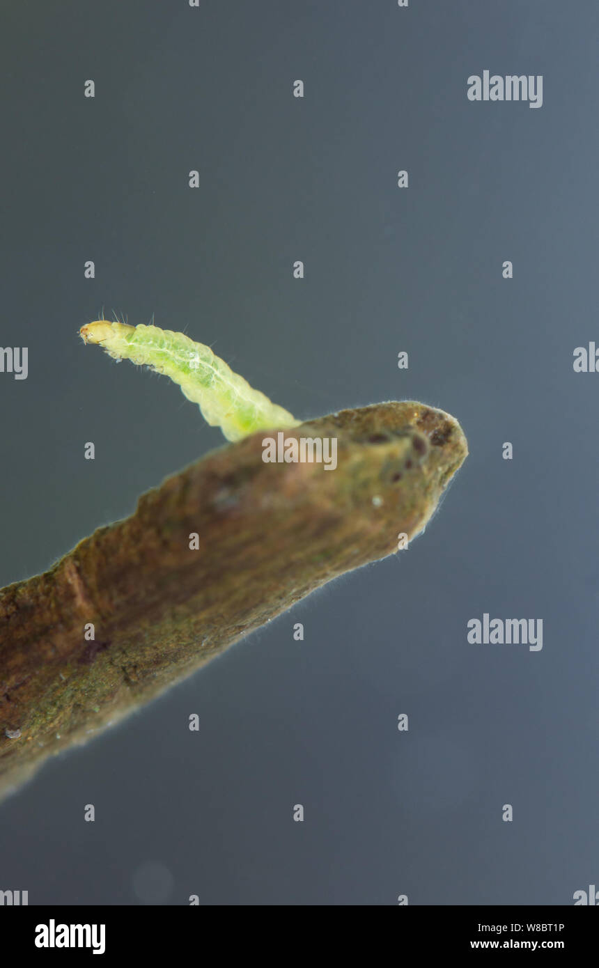 Aquatic caterpillar hi-res stock photography and images - Alamy