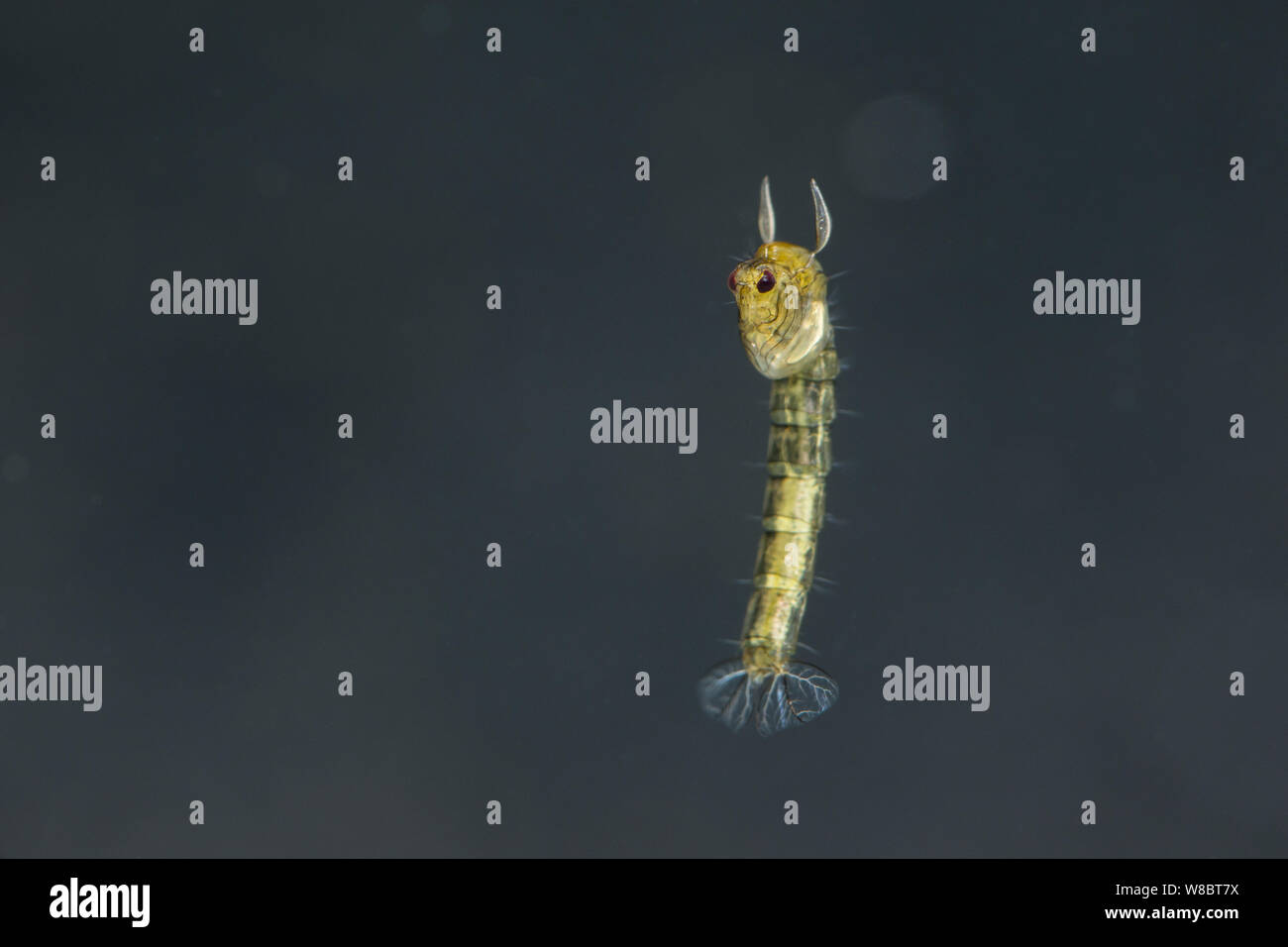 Phantom midge pupae Stock Photo - Alamy