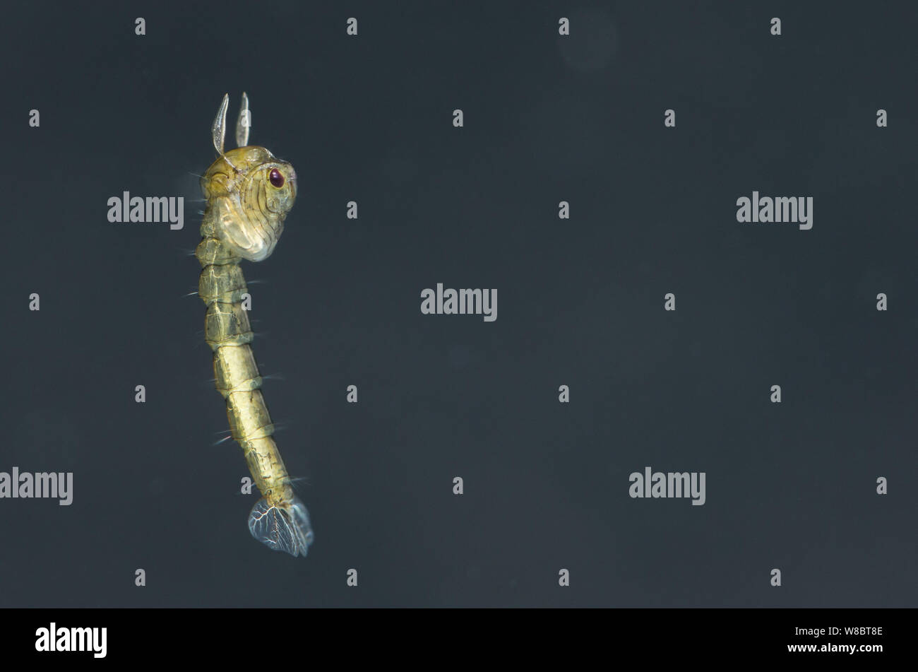 Midge pupa at the water surface hi-res stock photography and images - Alamy