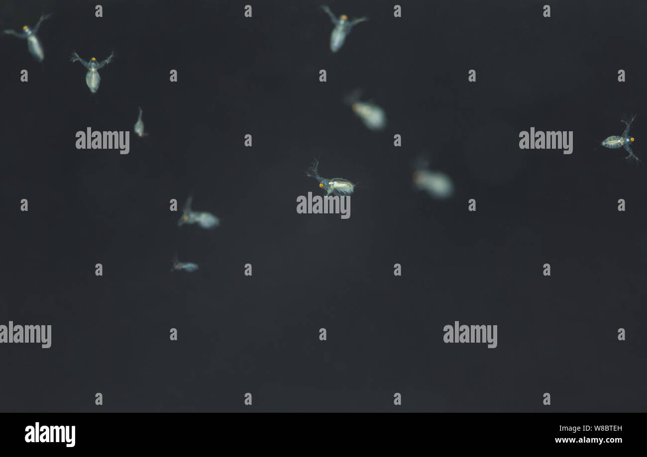 Water fleas hi-res stock photography and images - Alamy