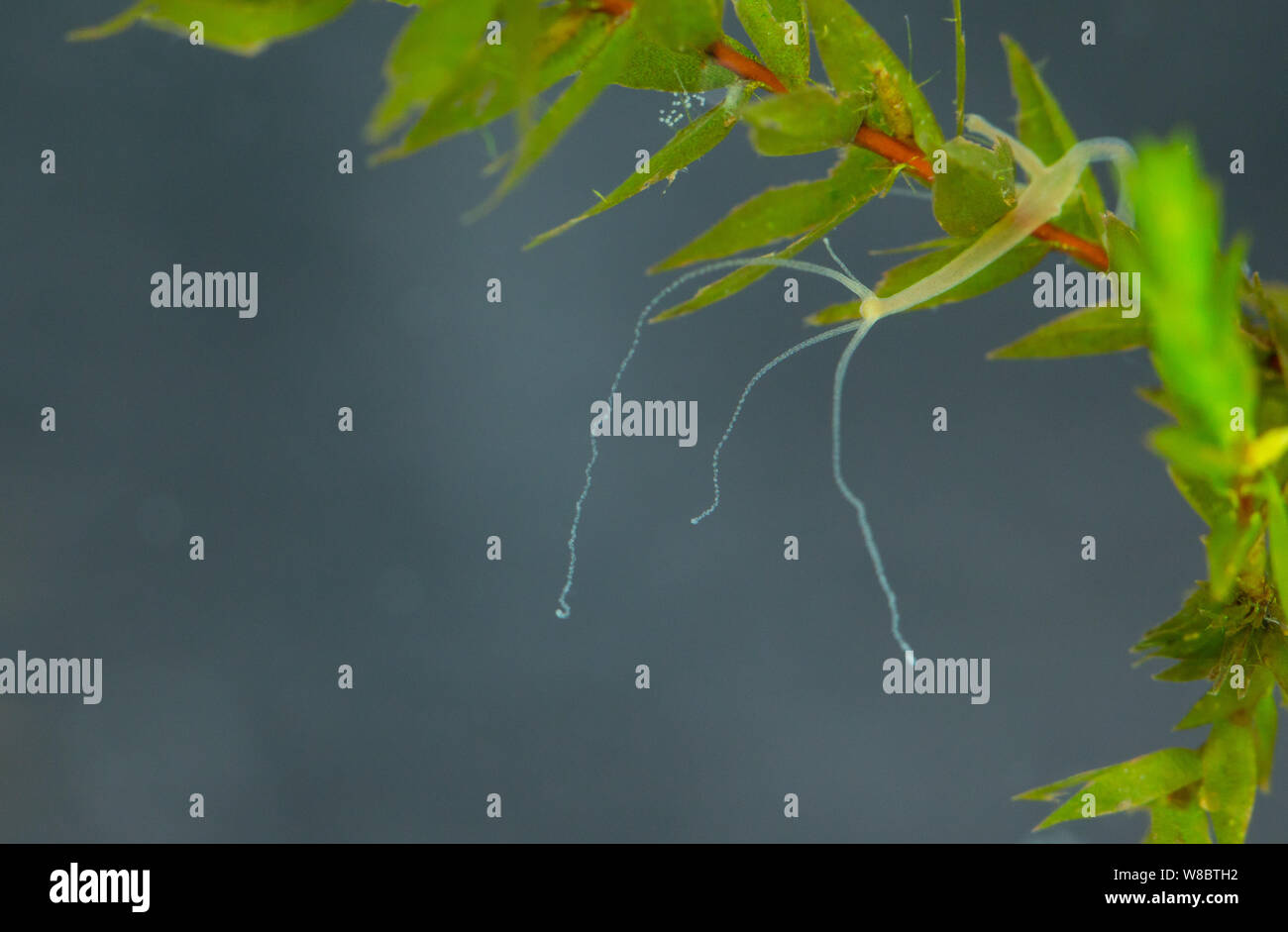 Hydra polyp hi-res stock photography and images - Alamy