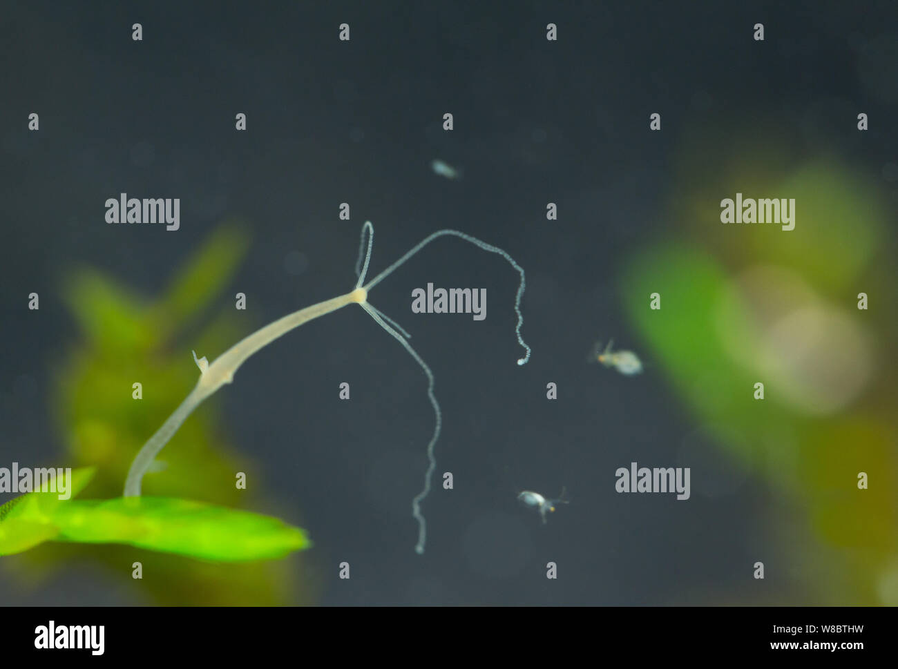 Freshwater polyp hunting water fleas Stock Photo - Alamy