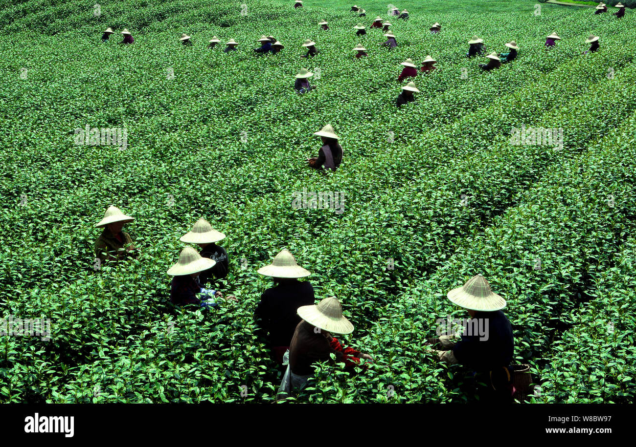 Chinese farmers harvest tea leaves at a tea plantation in a village in ...