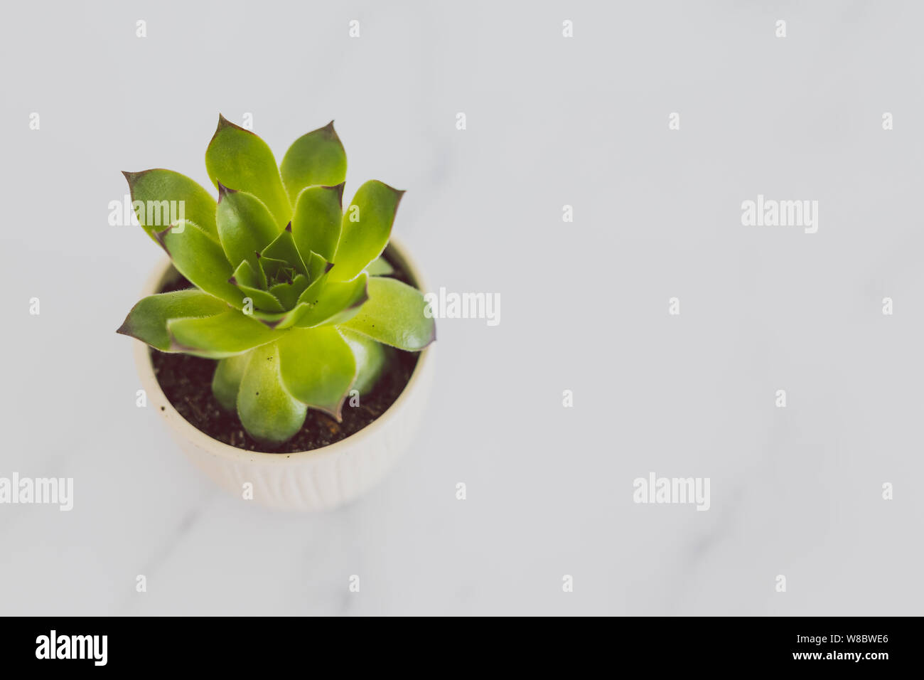 tiny white pot with green succulent plant on marble tabletop ...