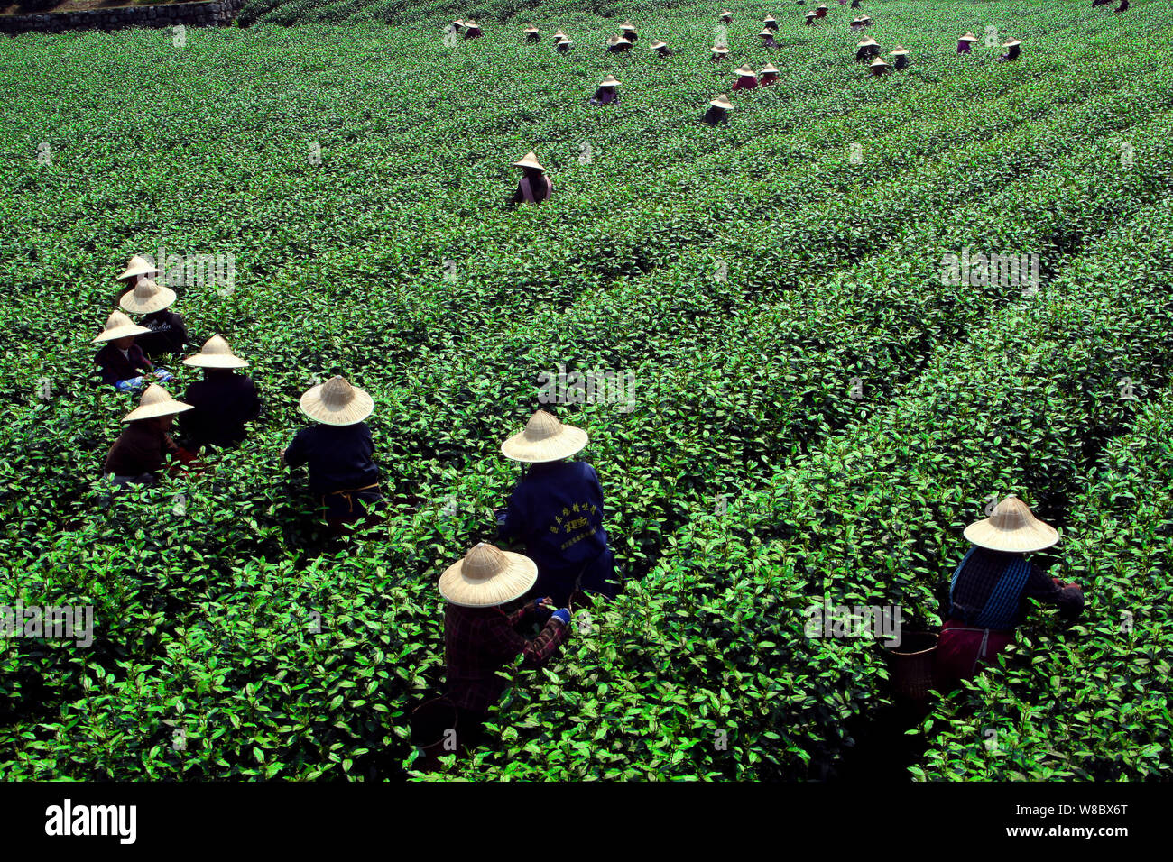 Chinese farmers harvest tea leaves at a tea plantation in a village in ...