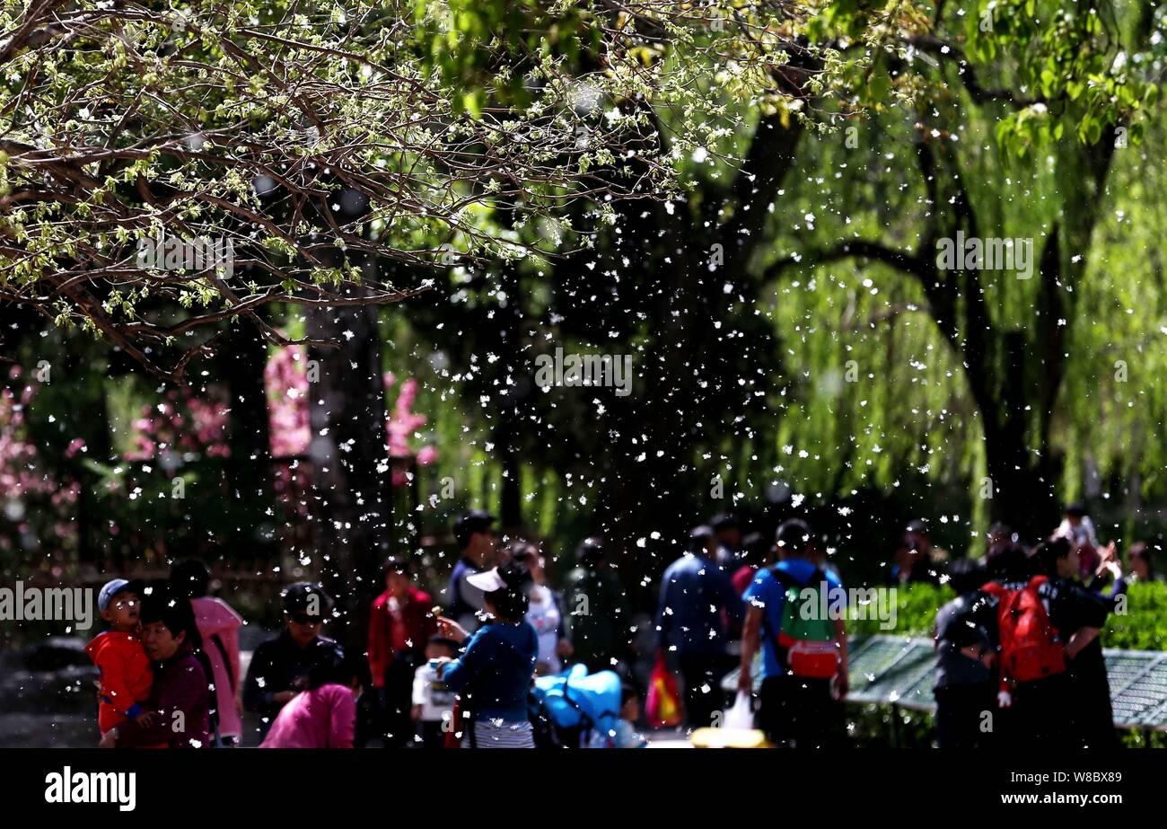 Chinese residents walk in catkins falling from poplar trees at a park ...