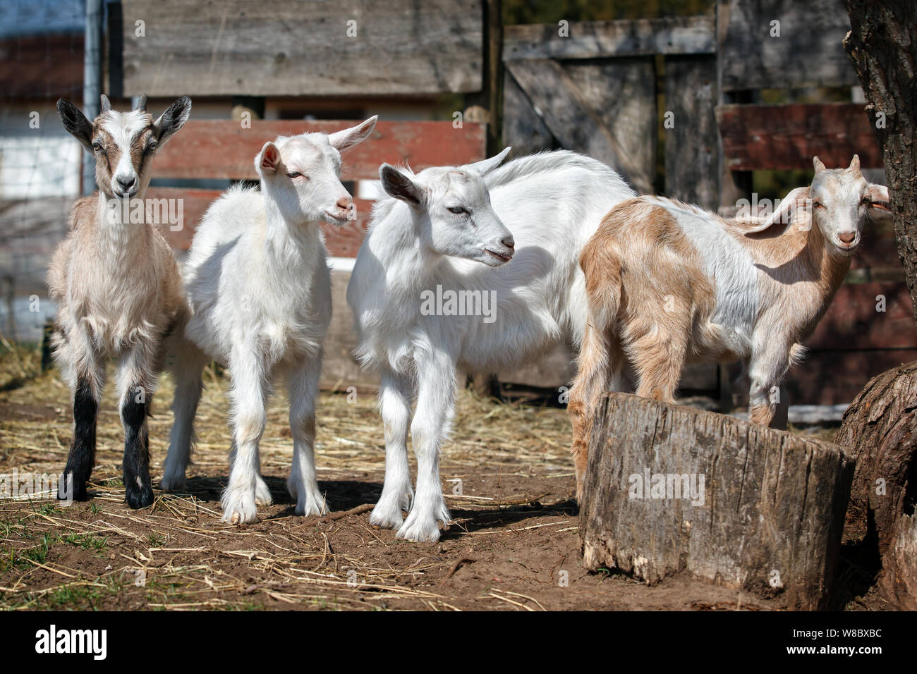 Four colorful lovely goatlings in the farm yard Stock Photo - Alamy