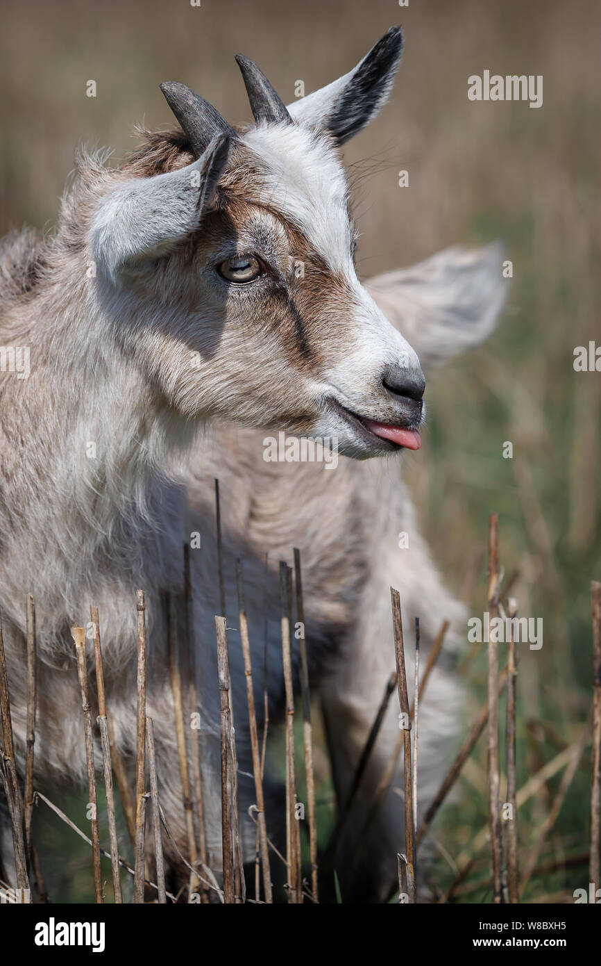 Portrait of a small brown funny goatling who shows his tongue Stock ...