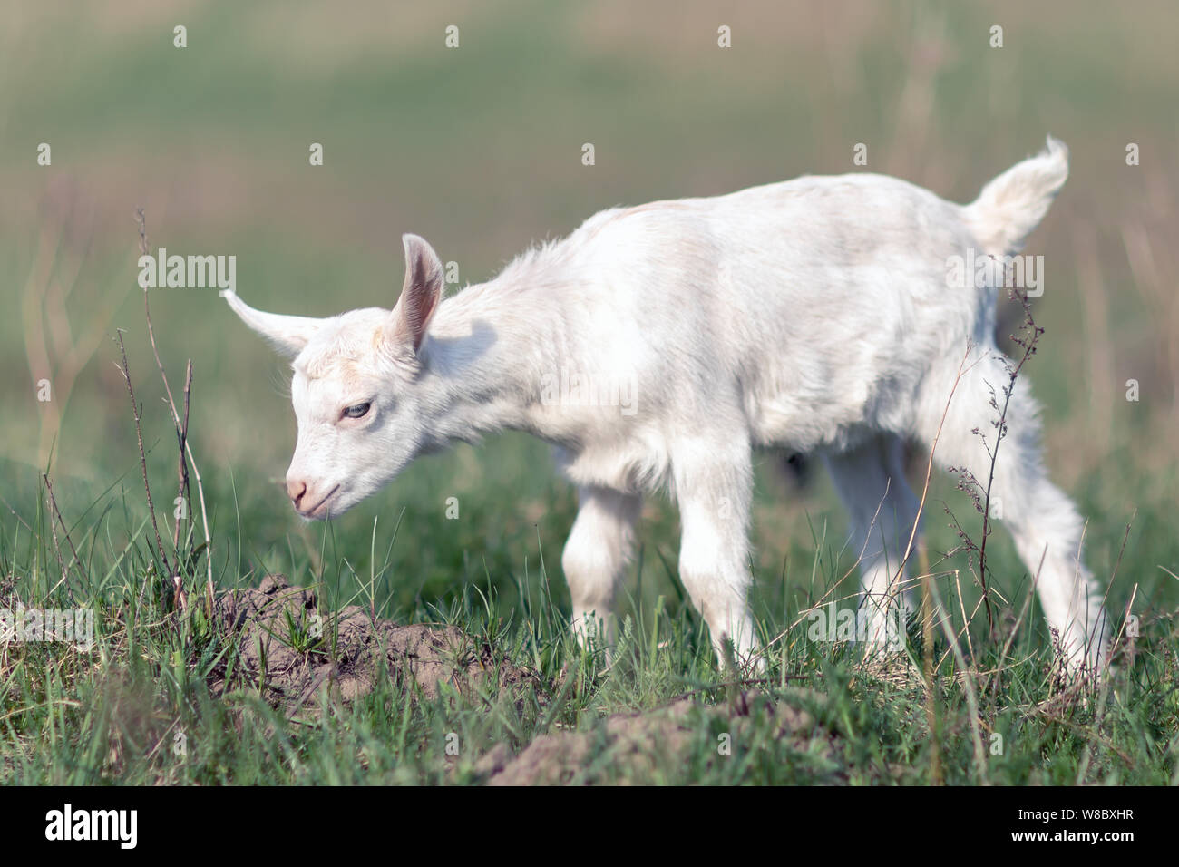 White nice little goatling exploring the environment Stock Photo - Alamy