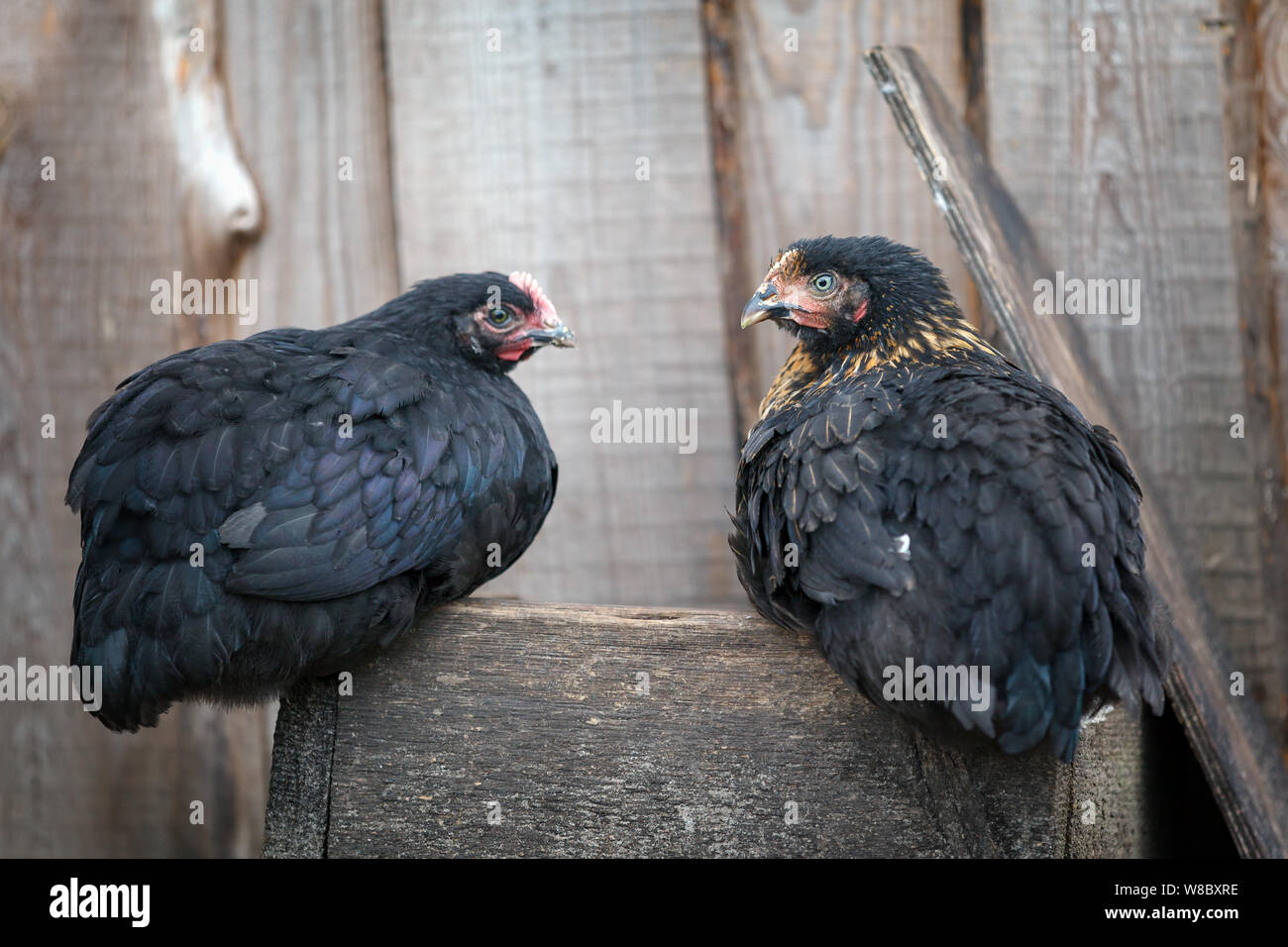 Old speckled hen hi-res stock photography and images - Alamy