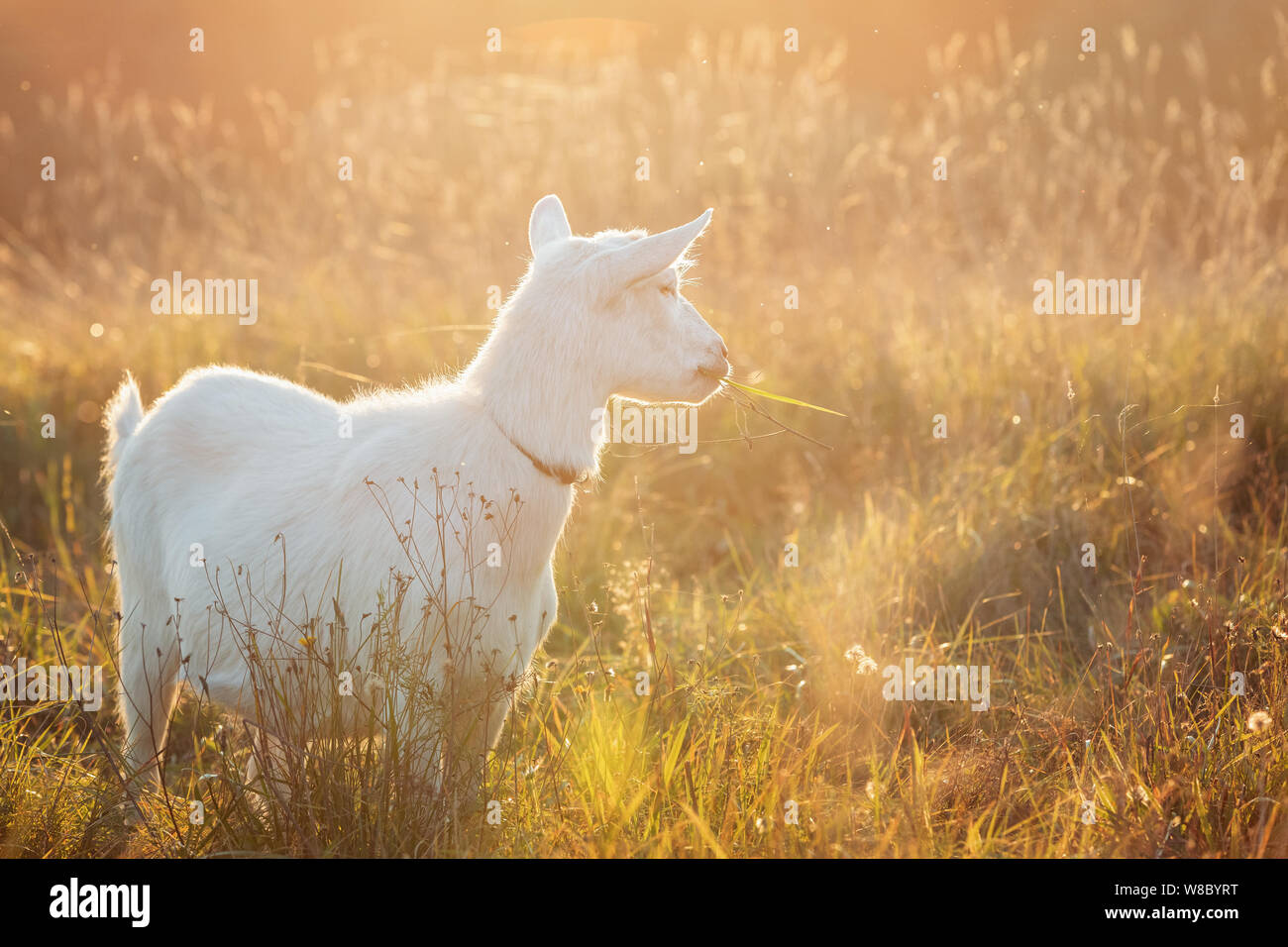 Goat bathing hi-res stock photography and images - Alamy