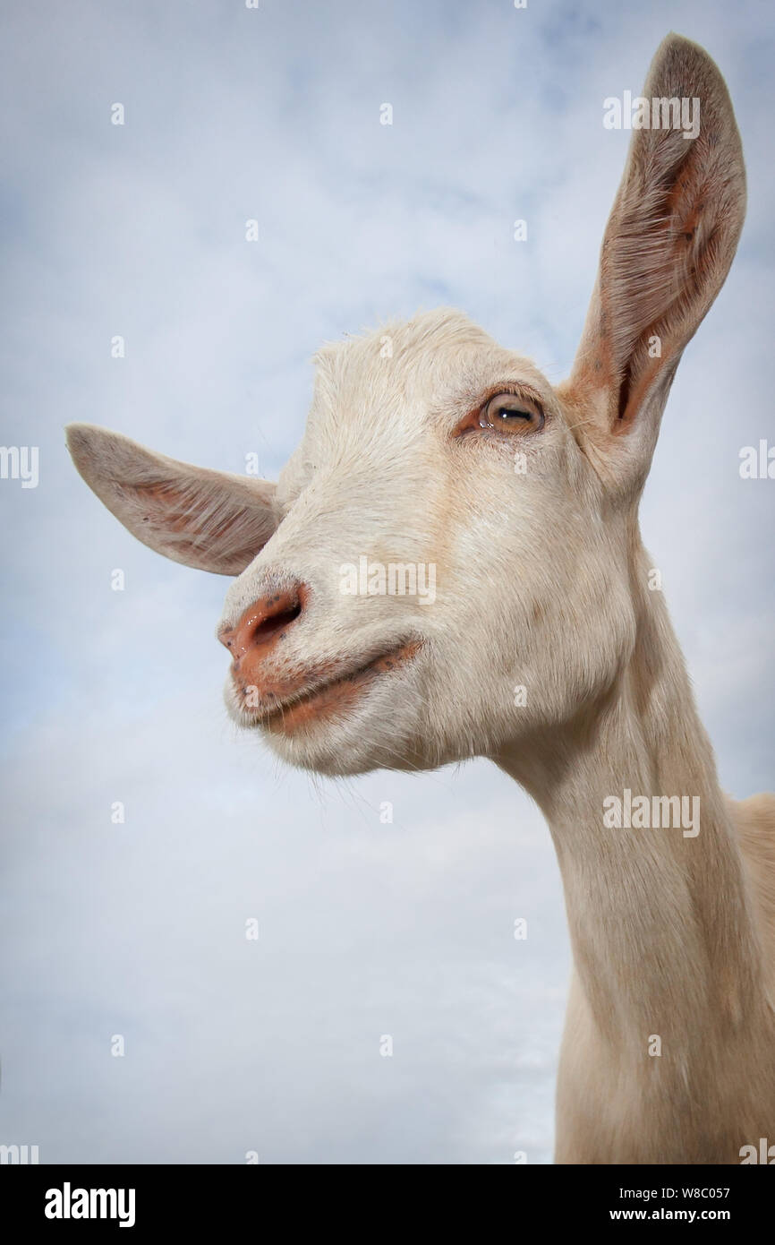 Goat look hi-res stock photography and images - Alamy