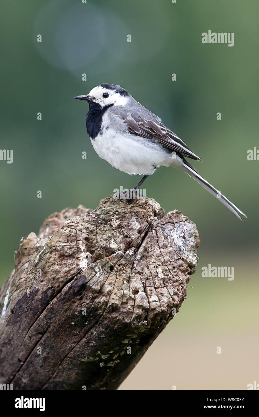 Grey wagtail branch hi-res stock photography and images - Alamy