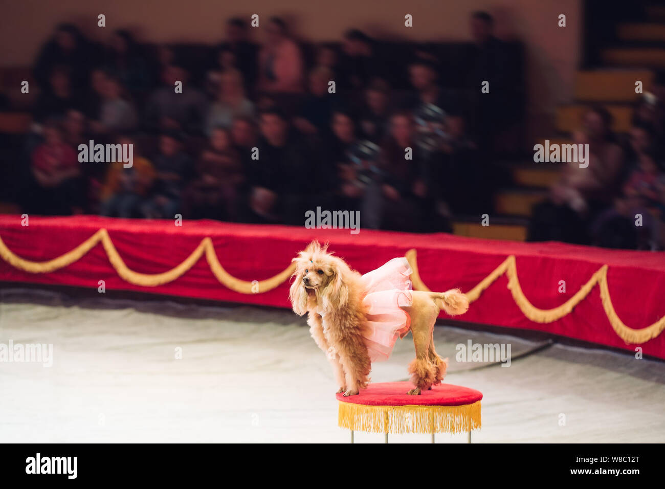 Funny Dogs Performance in the Circus ring Stock Photo - Alamy