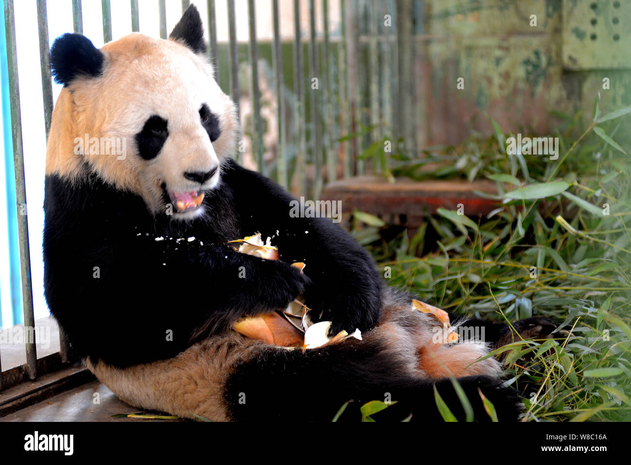--FILE--Giant panda Zai Zai eats bamboo shoots at the Lanzhou Zoo in ...